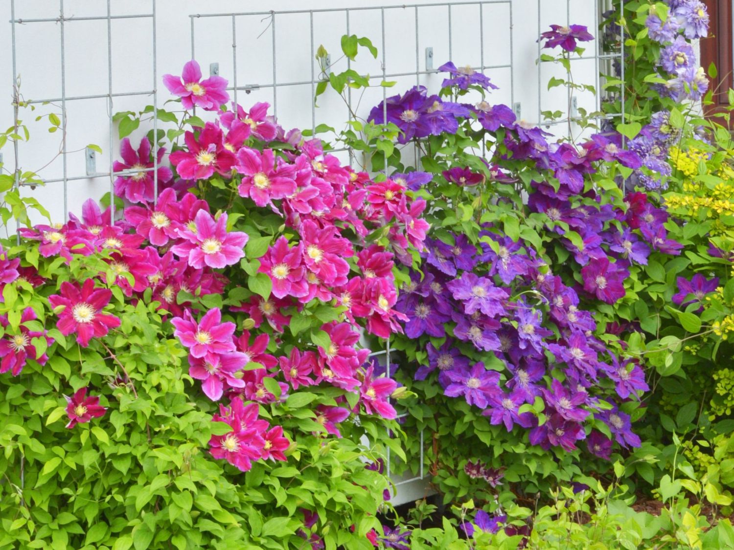 Clematis 'Hania' - Clematis 'Hania' - Baumschule Horstmann