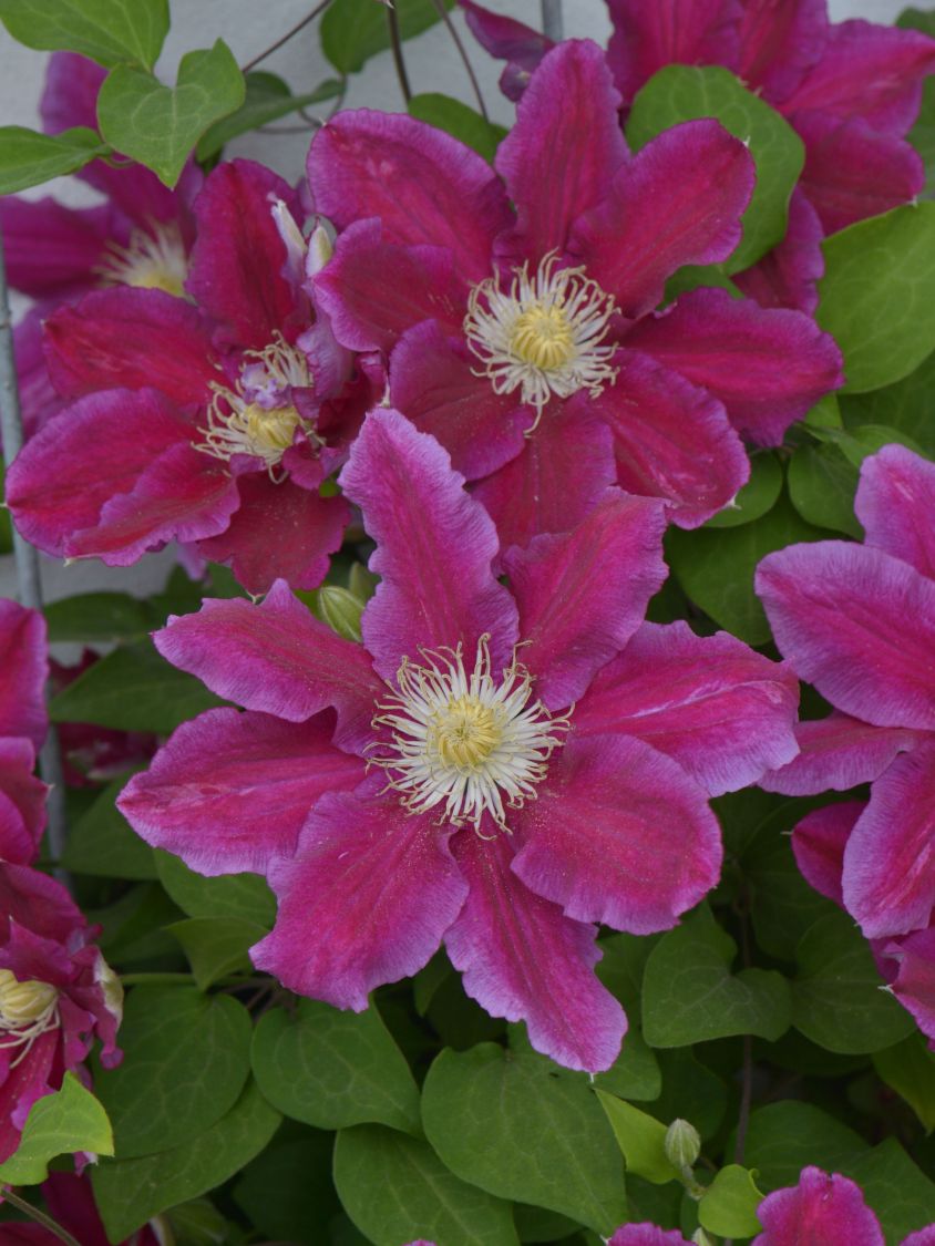 Clematis 'Hania' - Clematis 'Hania' - Baumschule Horstmann