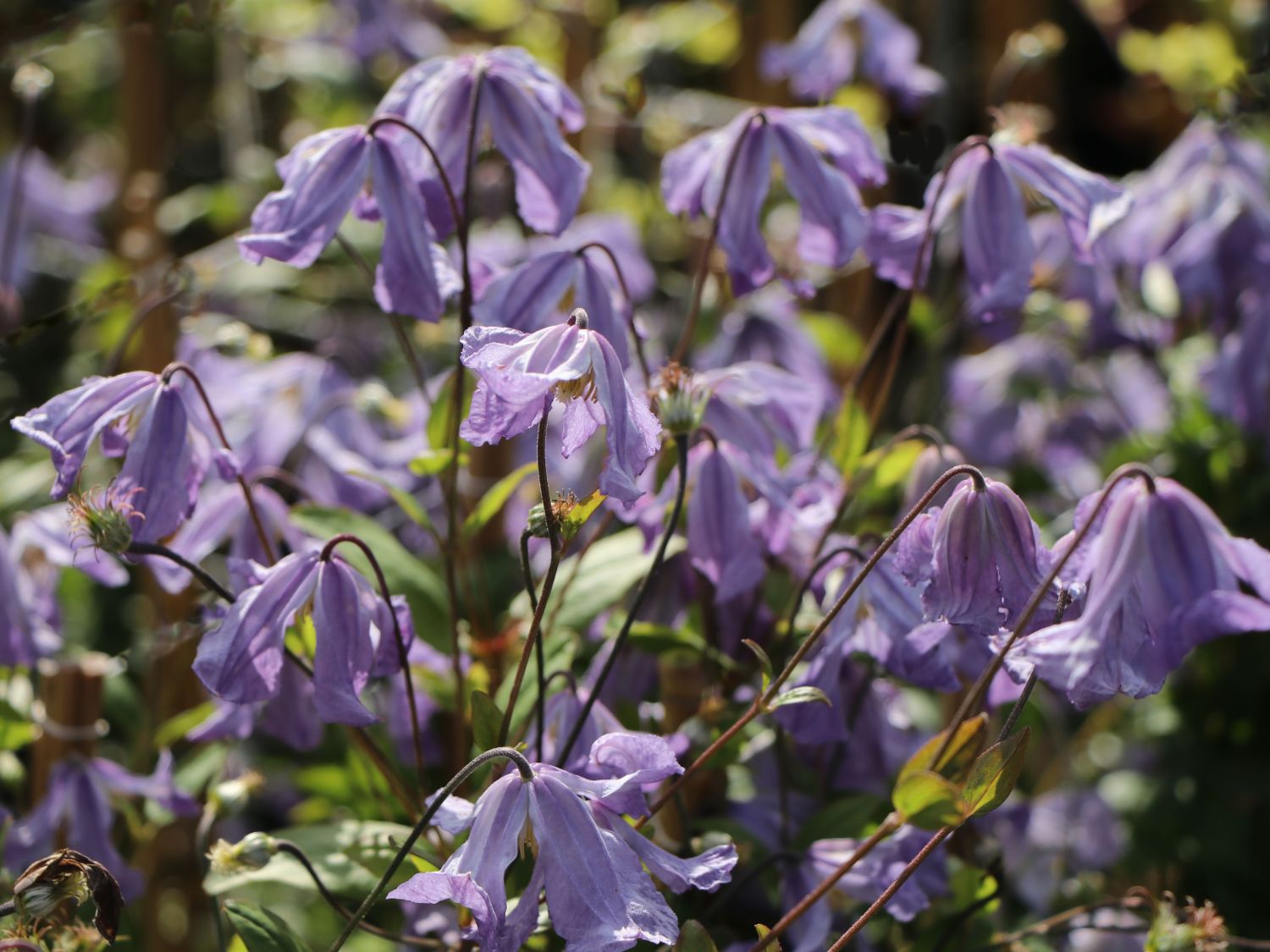 Clematis 'Hanna' - Clematis viticella 'Hanna' - Baumschule Horstmann