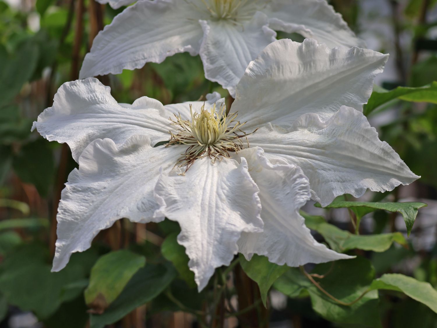Clematis 'Henryi' - Clematis 'Henryi' - Baumschule Horstmann