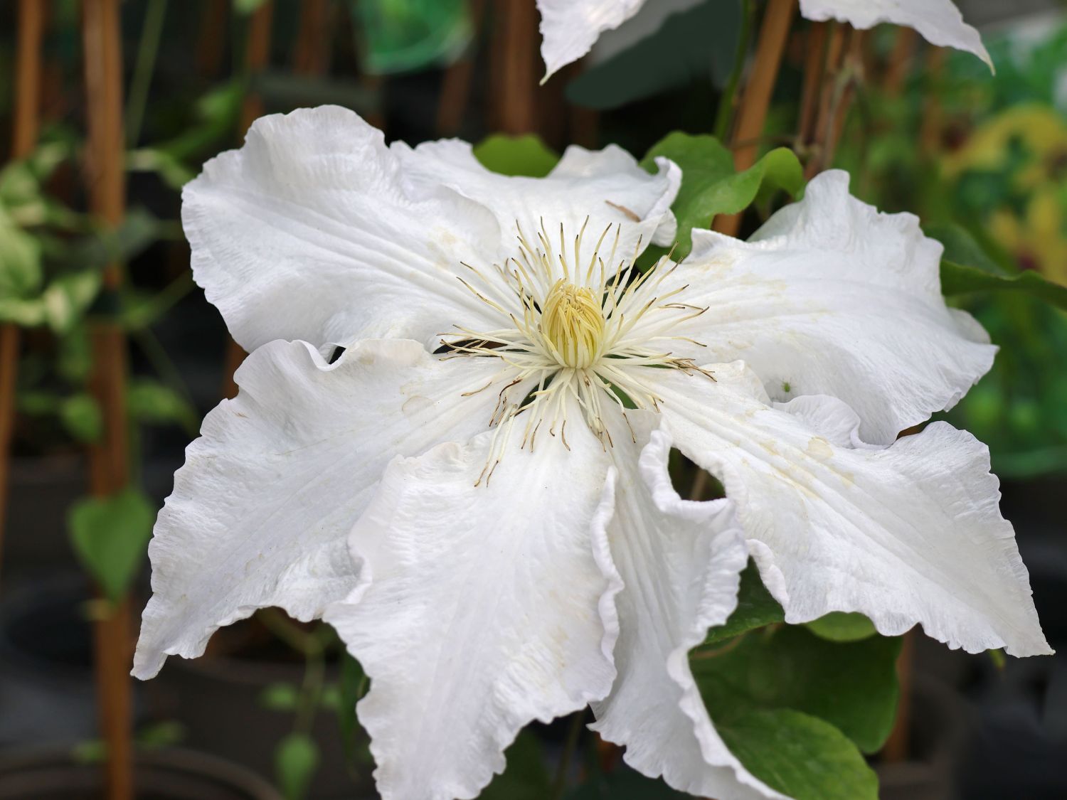 Clematis 'Henryi' - Clematis 'Henryi' - Baumschule Horstmann