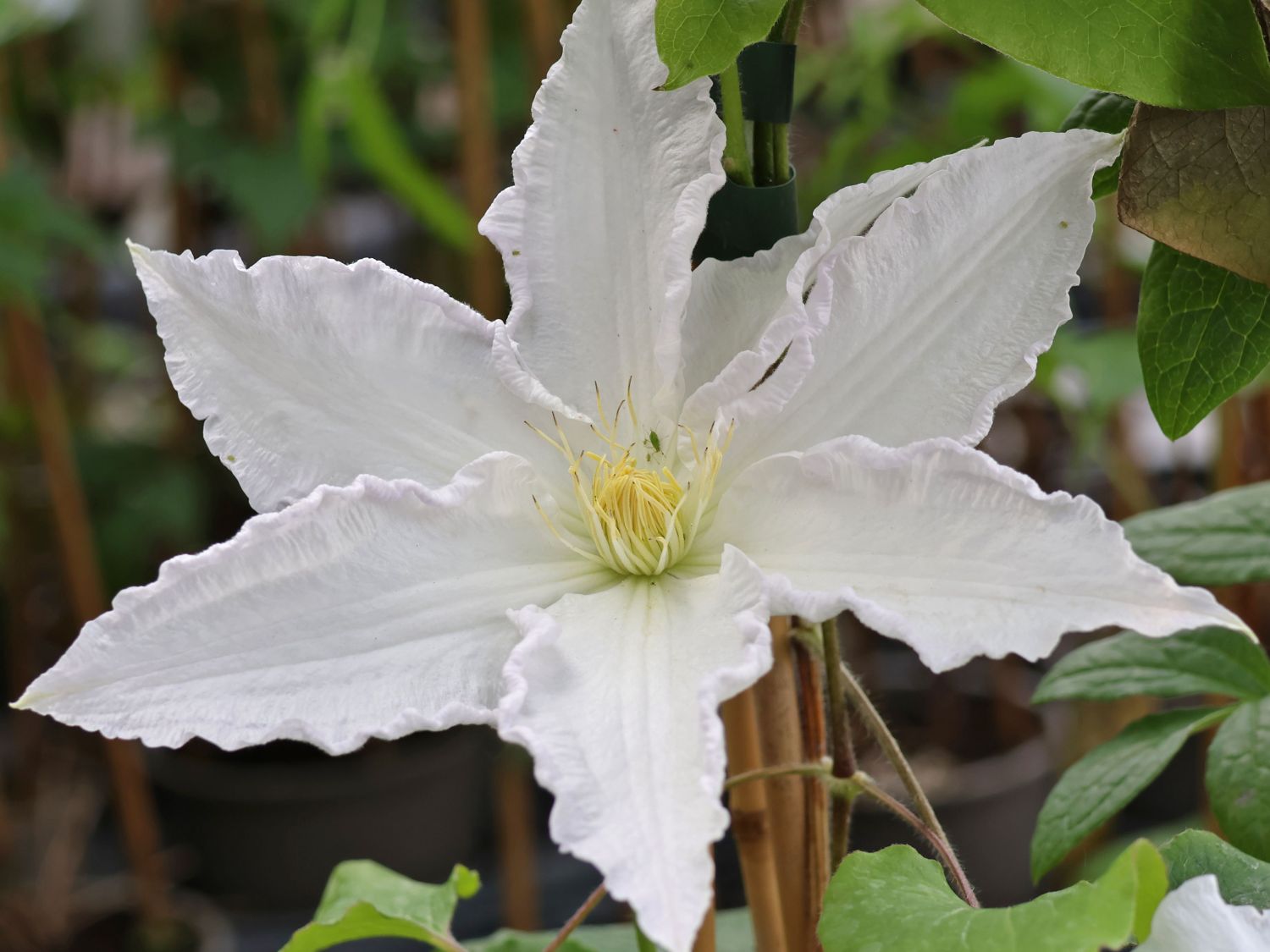Clematis 'Henryi' - Clematis 'Henryi' - Baumschule Horstmann