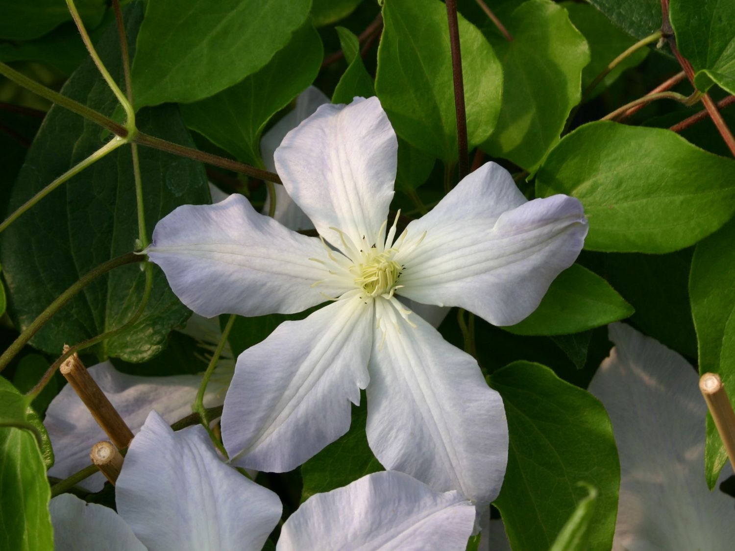 Clematis 'Ice Blue' - Clematis 'Ice Blue' - Baumschule Horstmann