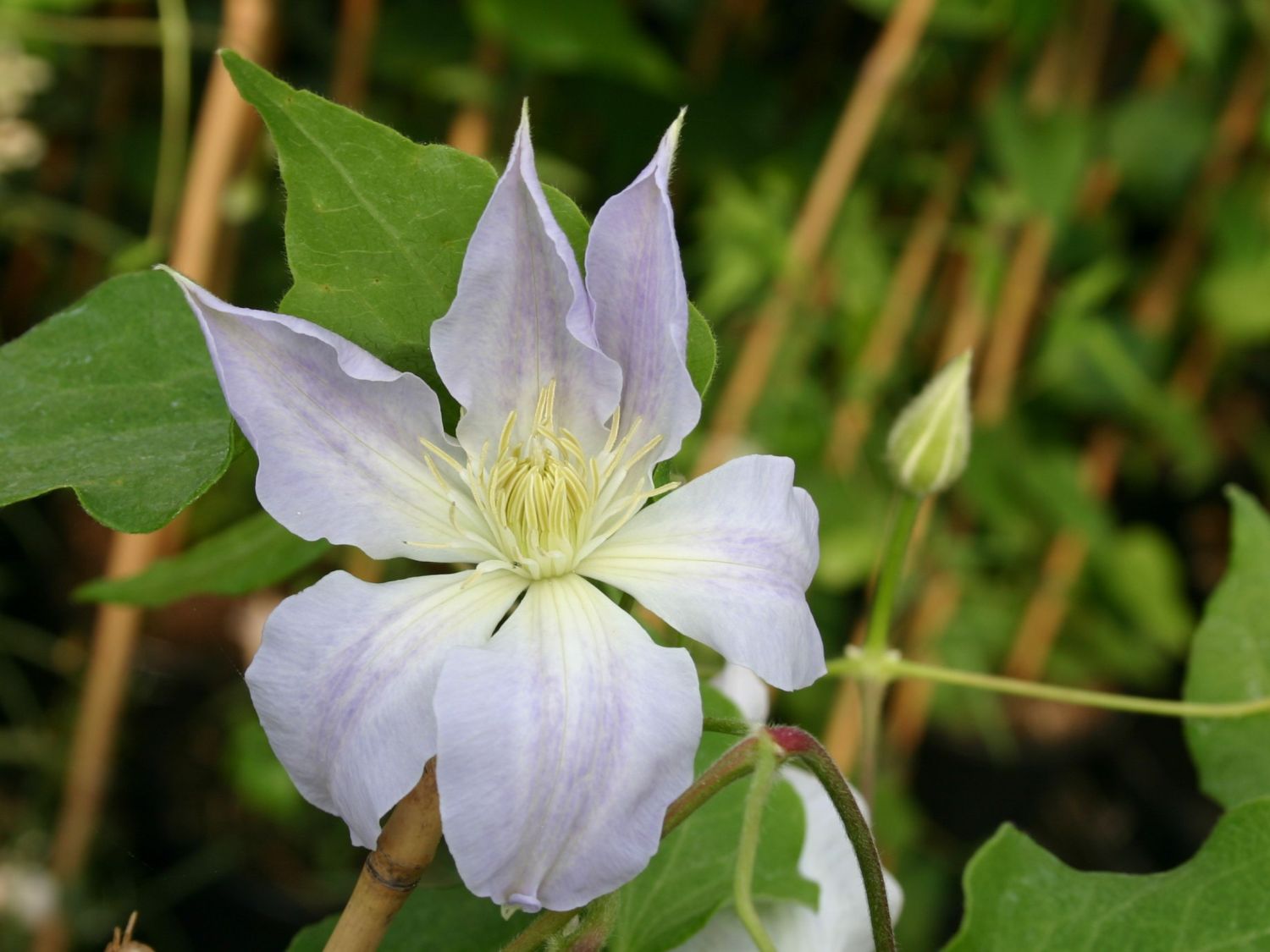 Clematis 'Ice Blue' - Clematis 'Ice Blue' - Baumschule Horstmann