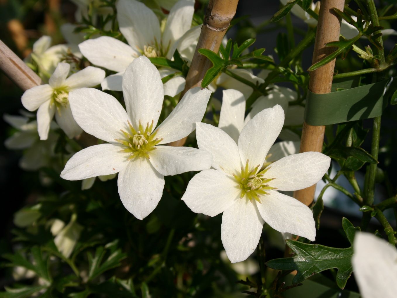 Clematis 'Joe' - Clematis forsteri Cartmannii 'Joe' - Baumschule Horstmann