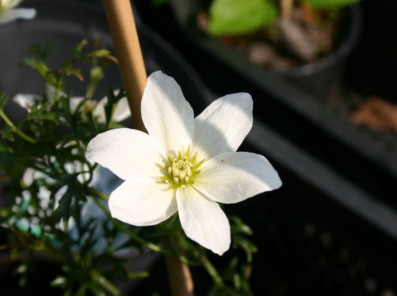 Clematis 'Joe' - Clematis forsteri Cartmannii 'Joe' - Baumschule Horstmann