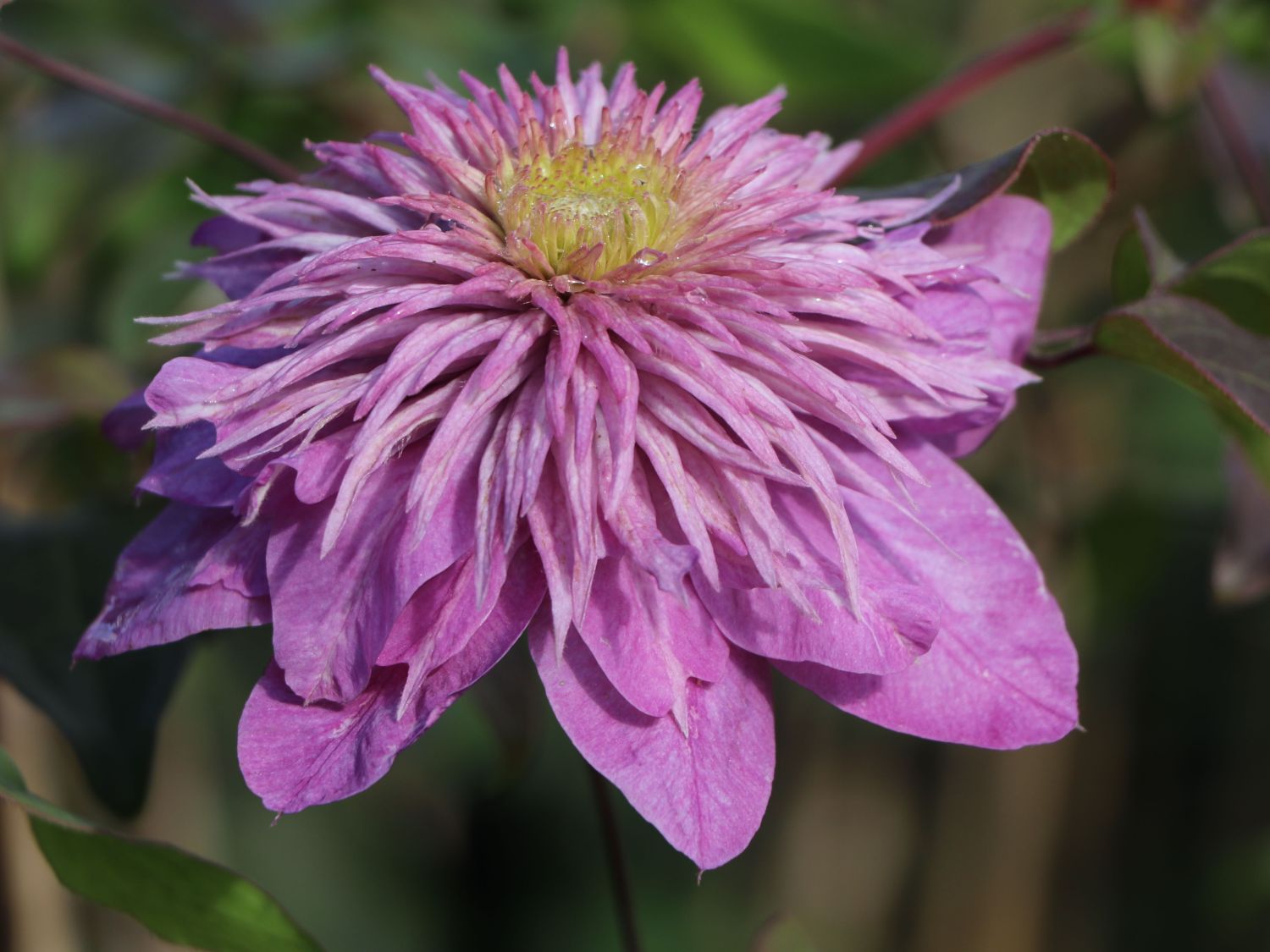 Clematis 'Kaiser' - Clematis 'Kaiser' - Baumschule Horstmann