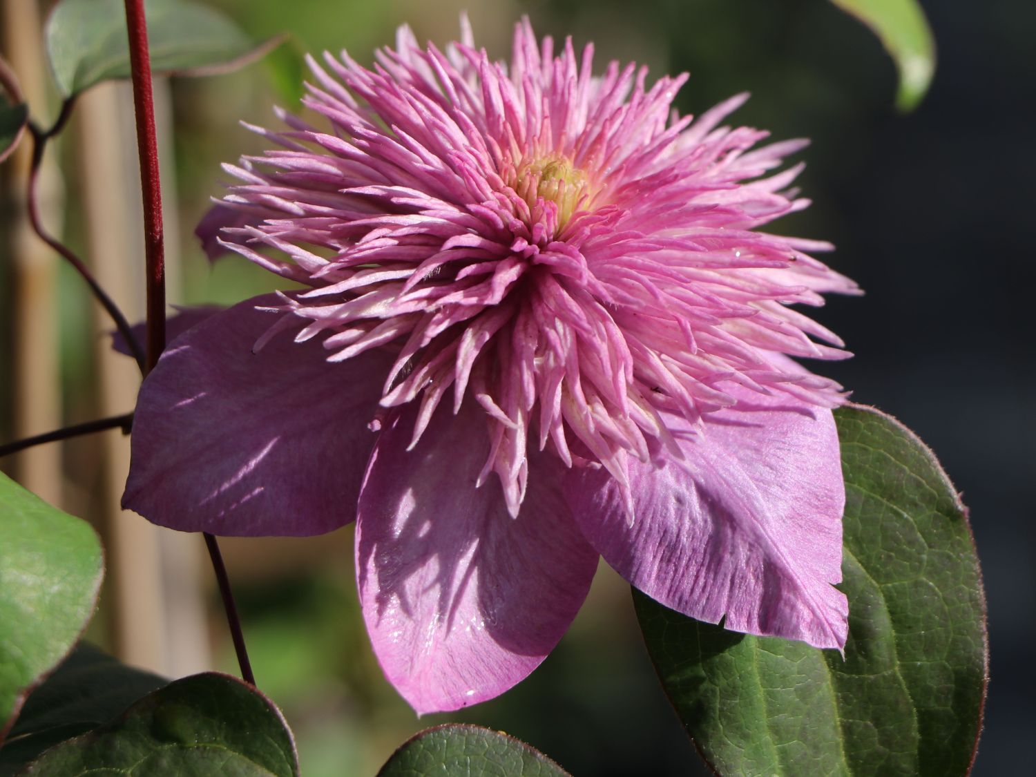 Clematis 'Kaiser' - Clematis 'Kaiser' - Baumschule Horstmann