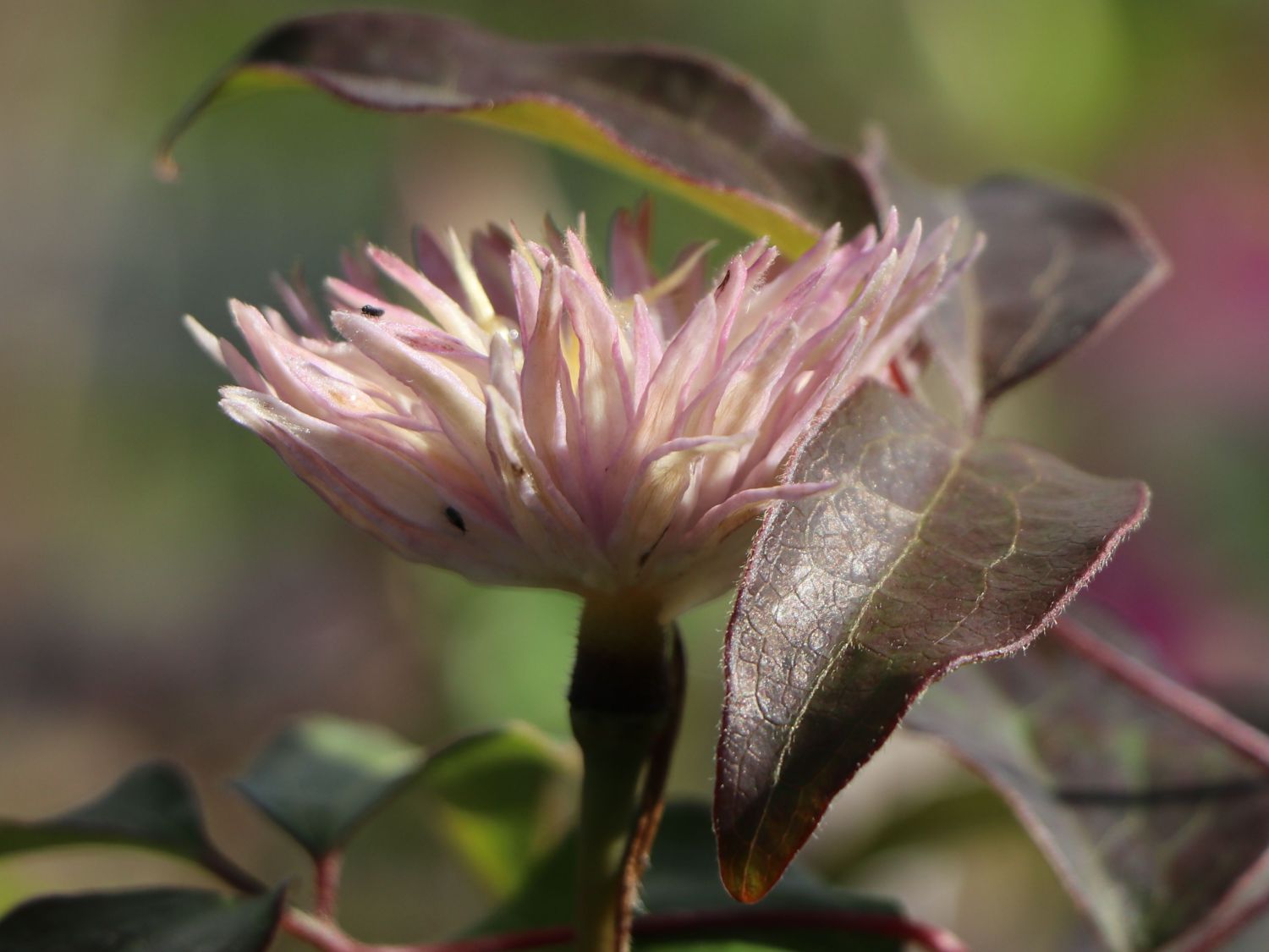 Clematis 'Kaiser' - Clematis 'Kaiser' - Baumschule Horstmann