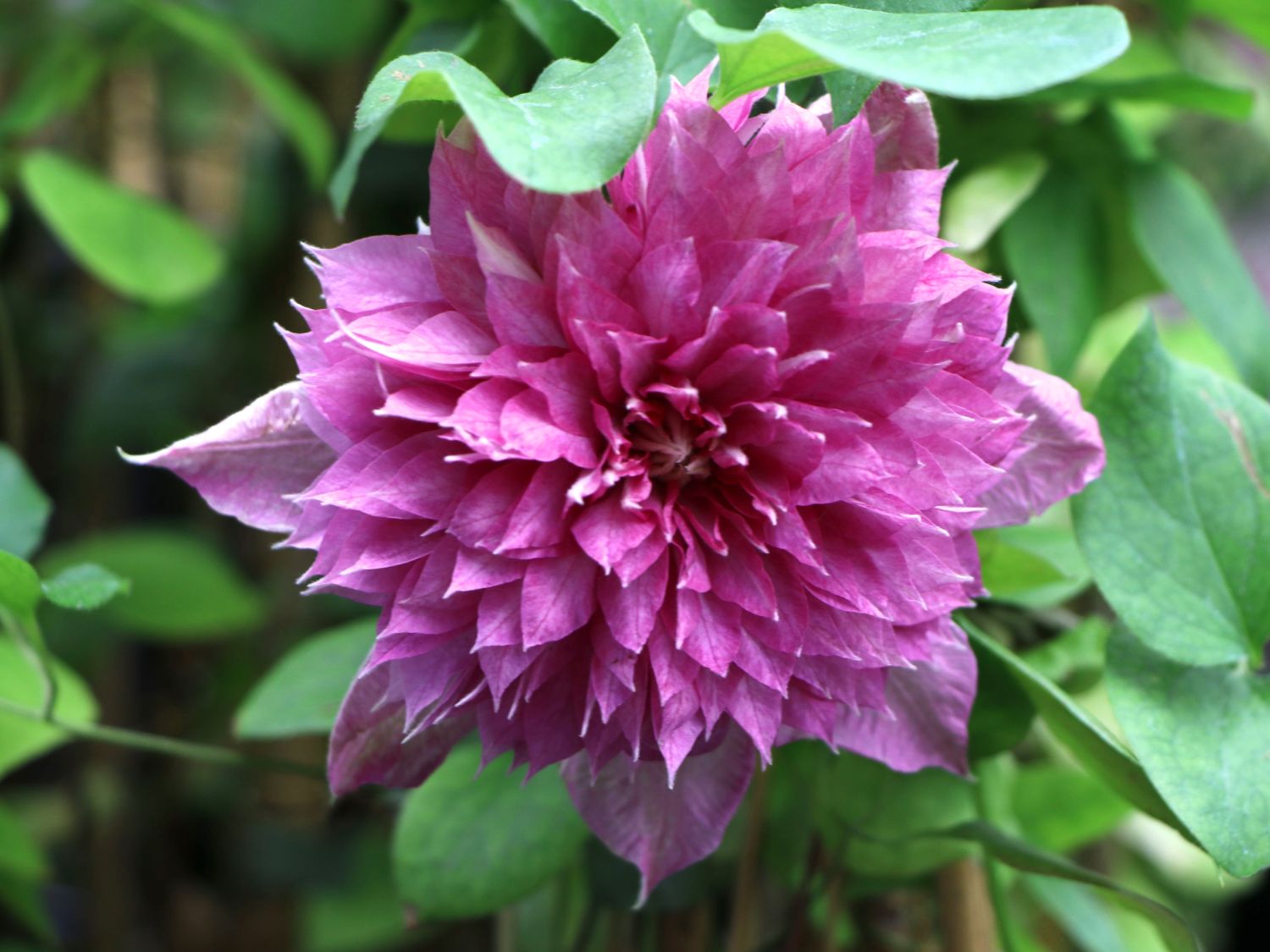 Clematis 'Kaiser' - Clematis 'Kaiser' - Baumschule Horstmann