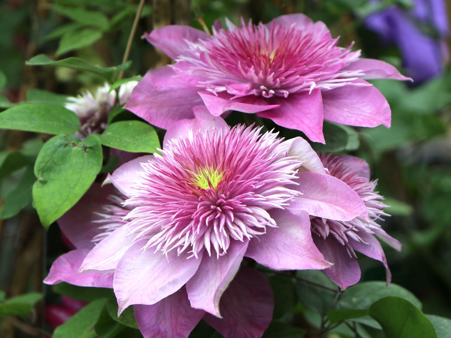 Clematis 'Kaiser' - Clematis 'Kaiser' - Baumschule Horstmann