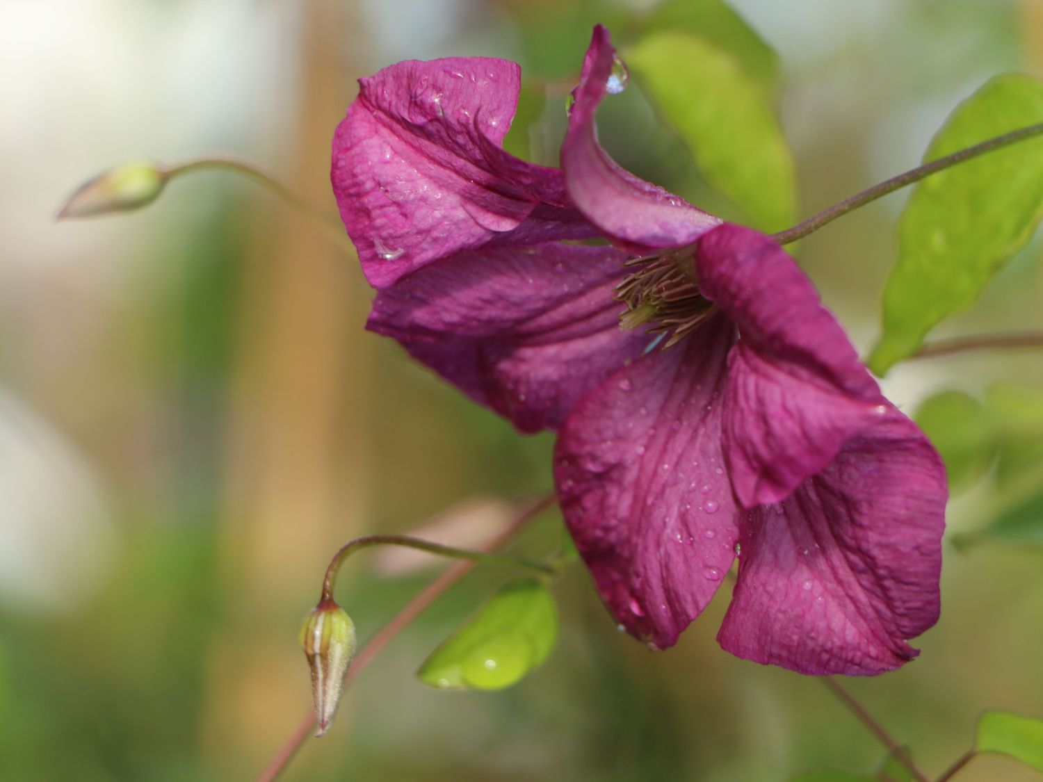 Clematis 'Margot Koster' - Clematis viticella 'Margot Koster ...