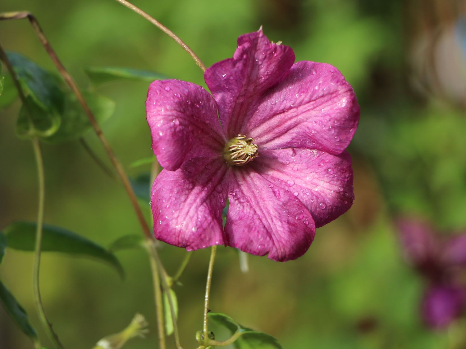 Clematis 'Margot Koster' - Clematis viticella 'Margot Koster ...