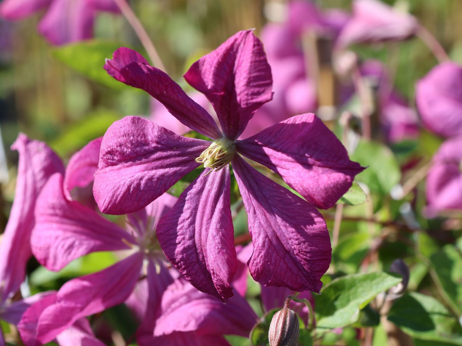 Clematis 'Margot Koster' - Clematis viticella 'Margot Koster ...