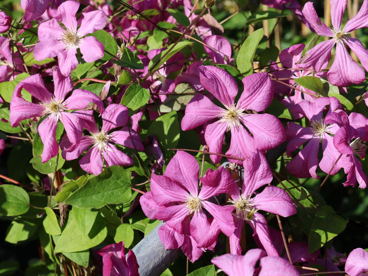 Clematis 'Margot Koster' - Clematis viticella 'Margot Koster ...