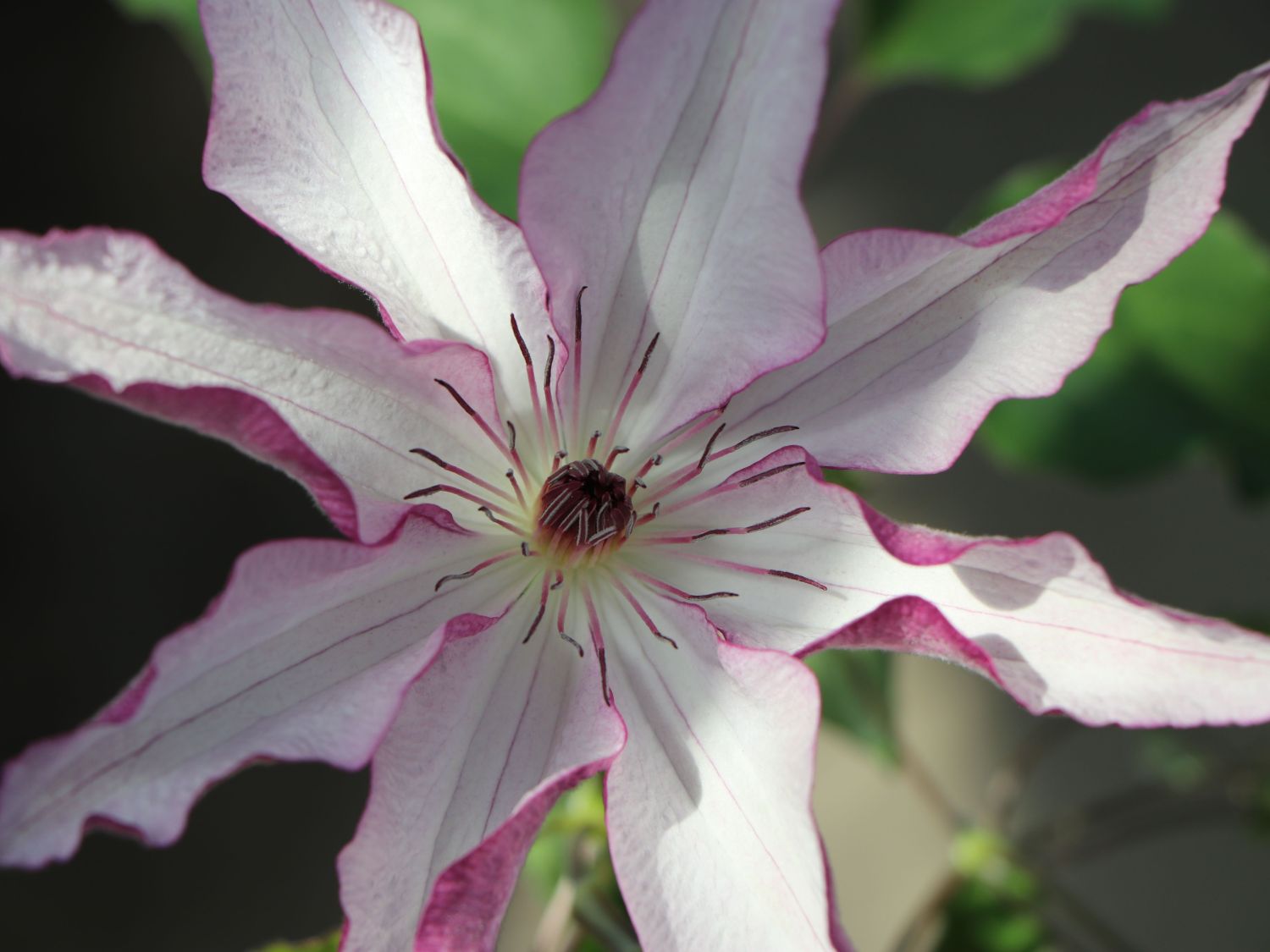 Clematis 'Omoshiro' - Clematis 'Omoshiro' - Baumschule Horstmann