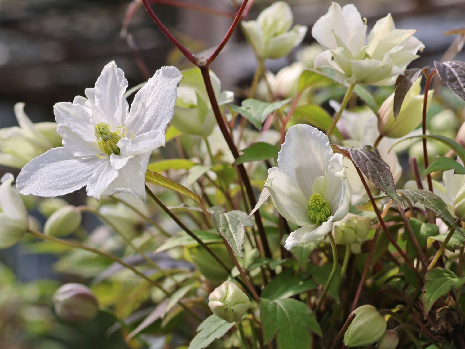 Clematis 'Primrose Star' - Clematis montana 'Primrose Star ...