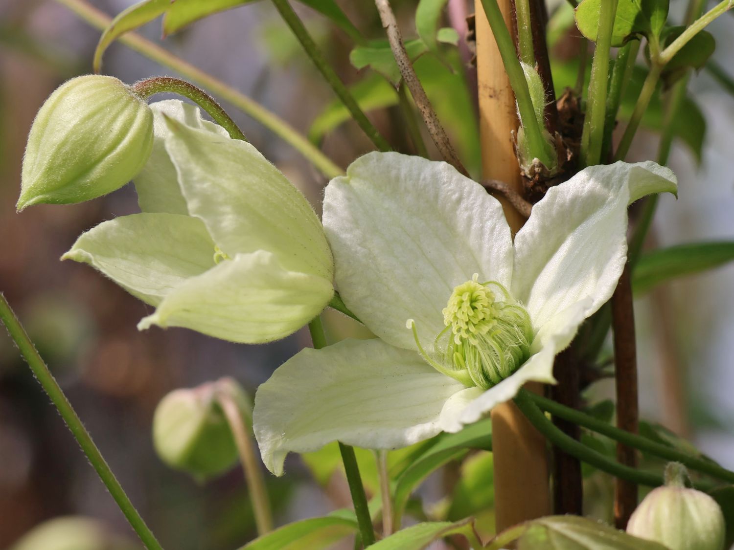 Clematis 'Primrose Star' - Clematis montana 'Primrose Star ...