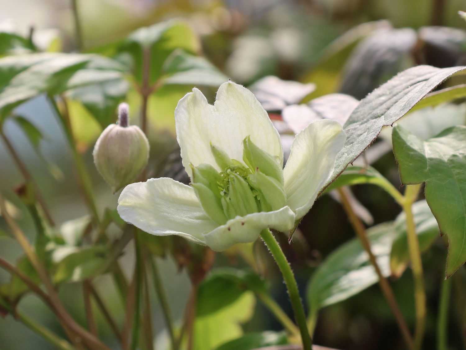 Clematis 'Primrose Star' - Clematis montana 'Primrose Star ...