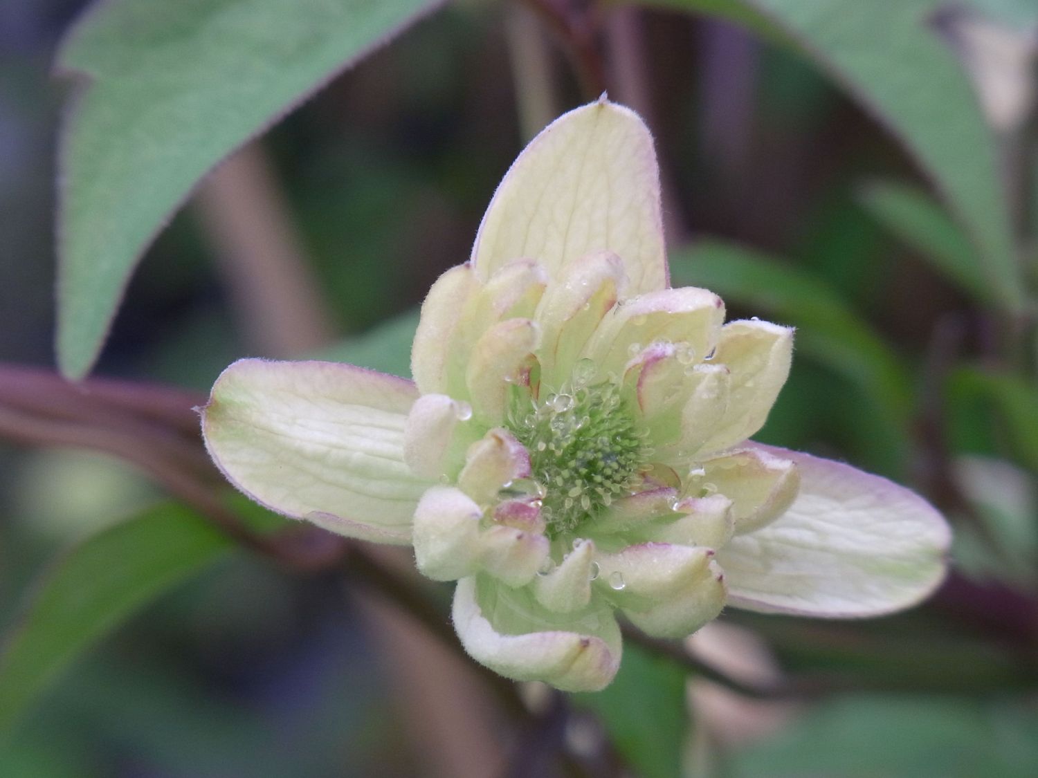 Clematis 'Primrose Star' - Clematis montana 'Primrose Star ...