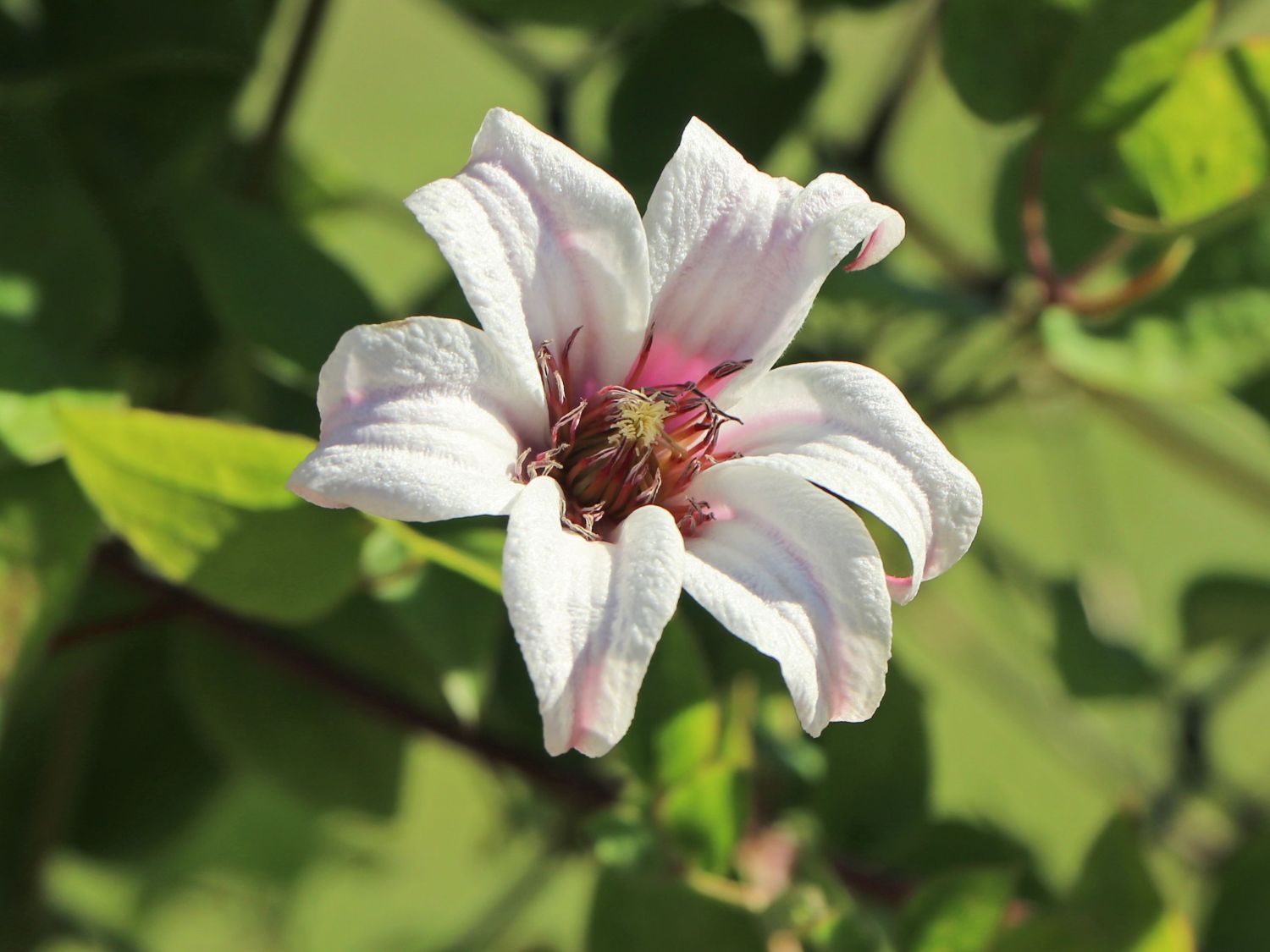 Clematis 'Princess Kate' - Clematis texensis 'Princess Kate ...