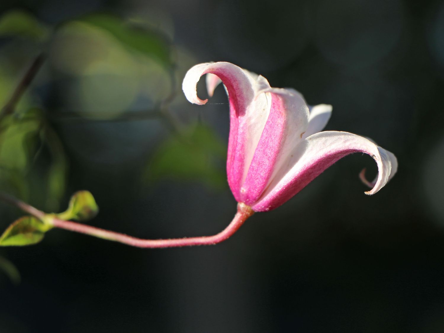 Clematis 'Princess Kate' - Clematis texensis 'Princess Kate ...