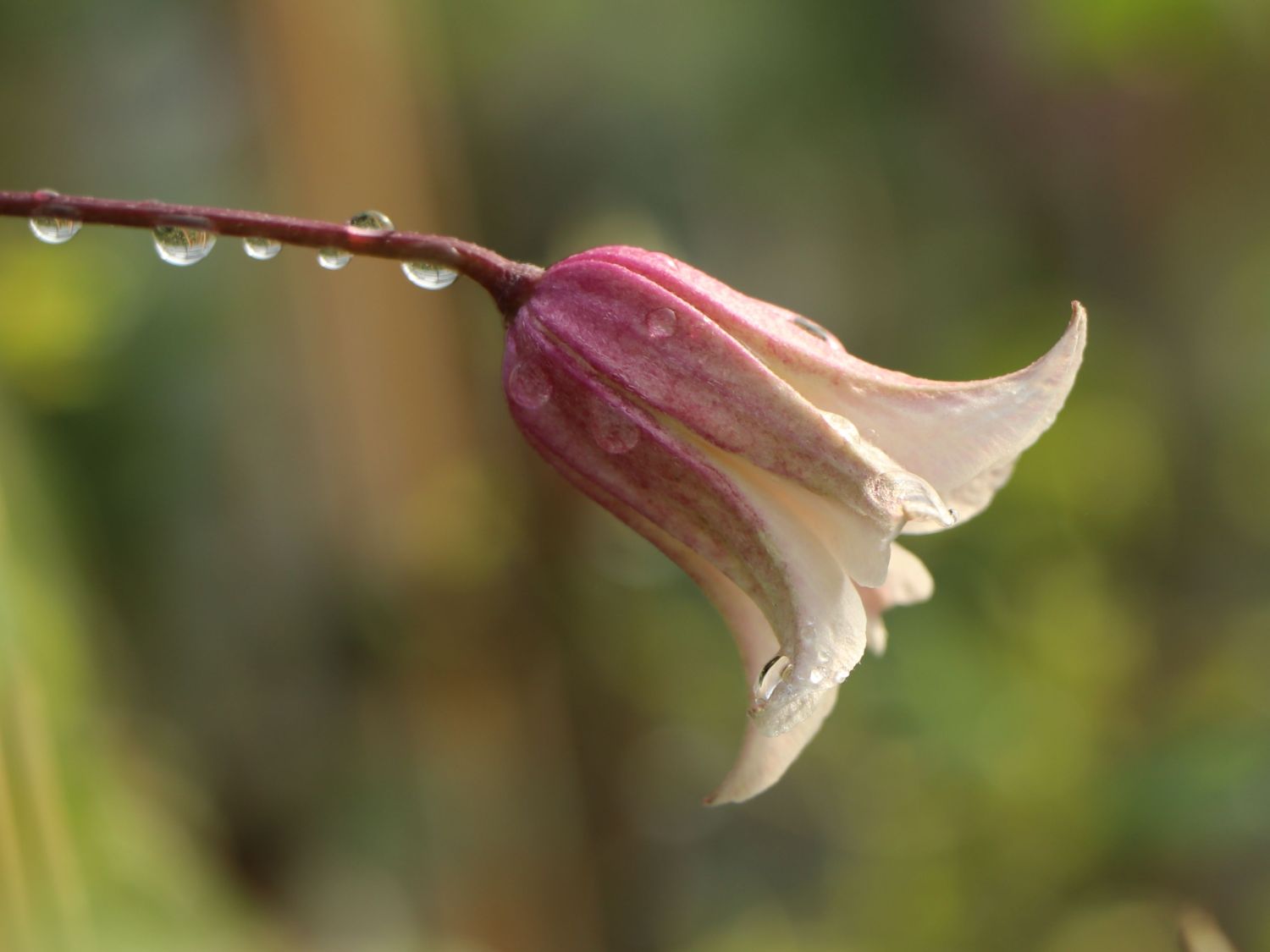 Clematis 'Princess Kate' - Clematis texensis 'Princess Kate ...