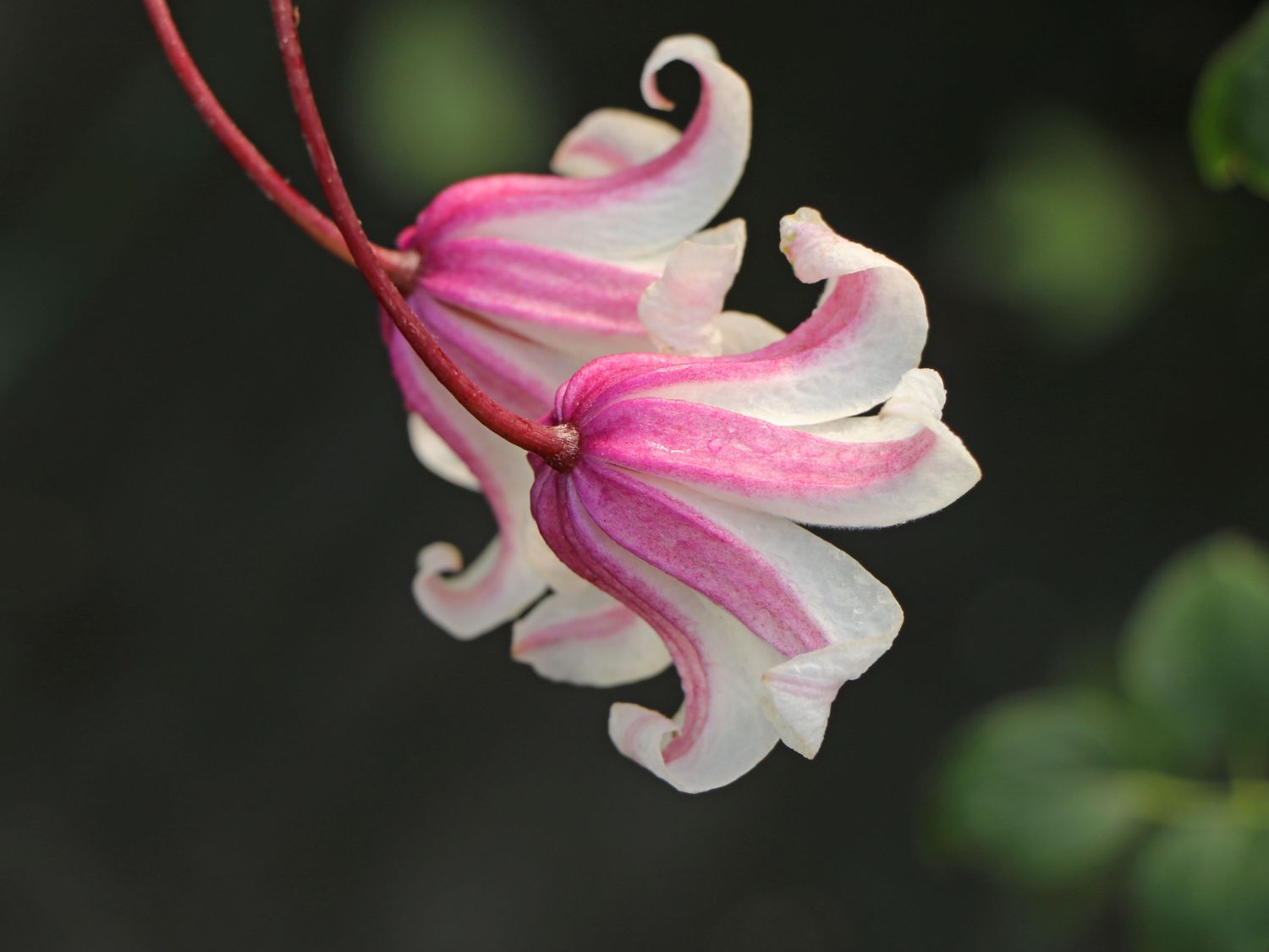 Clematis 'Princess Kate' - Clematis texensis 'Princess Kate ...