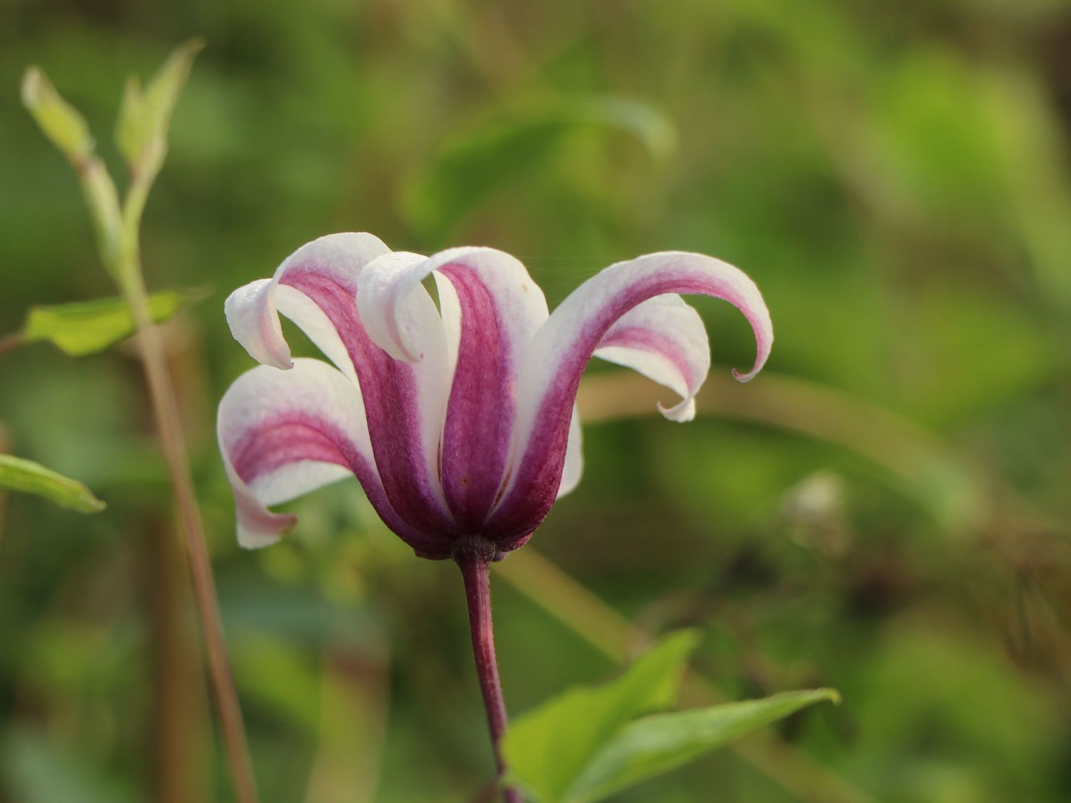 Clematis 'Princess Kate' - Clematis texensis 'Princess Kate ...