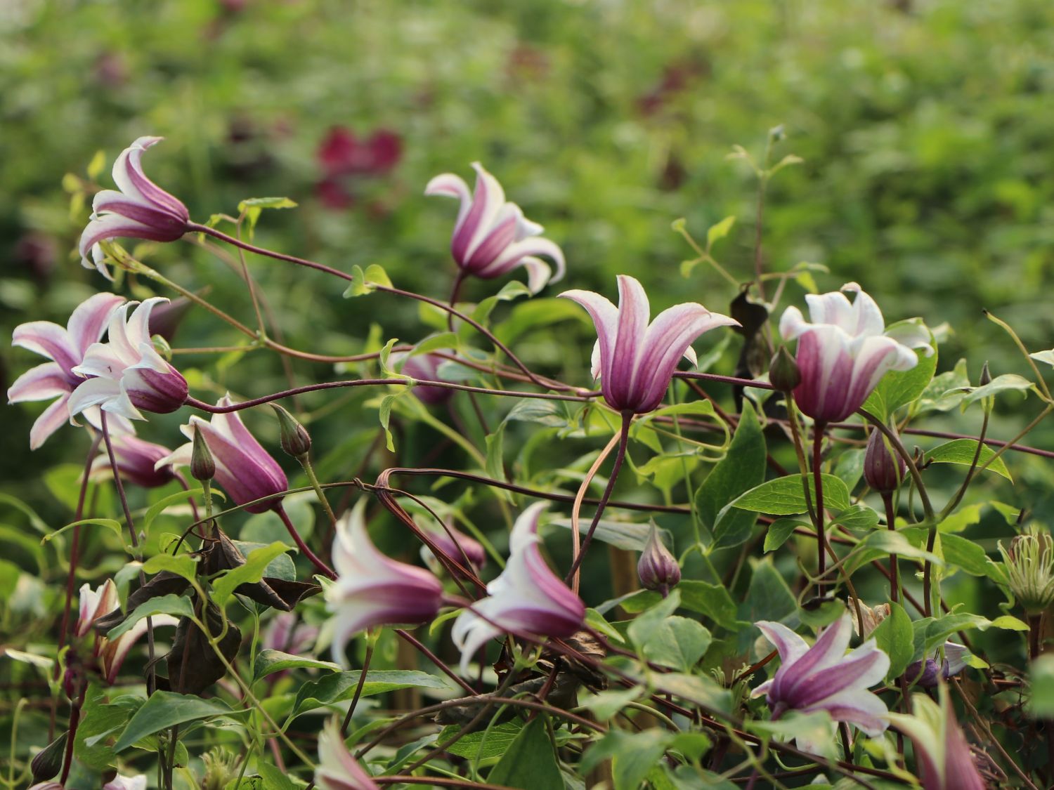 Clematis 'Princess Kate' - Clematis texensis 'Princess Kate ...