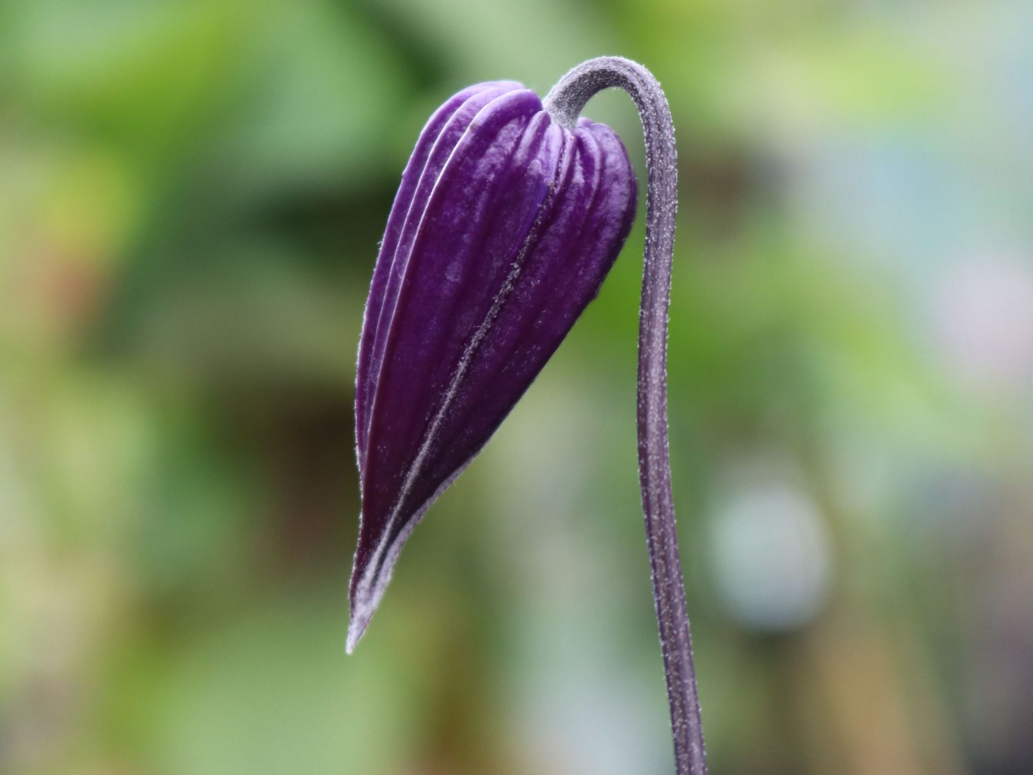 Clematis 'Rooguchi' - Clematis integrifolia 'Rooguchi' - Baumschule ...