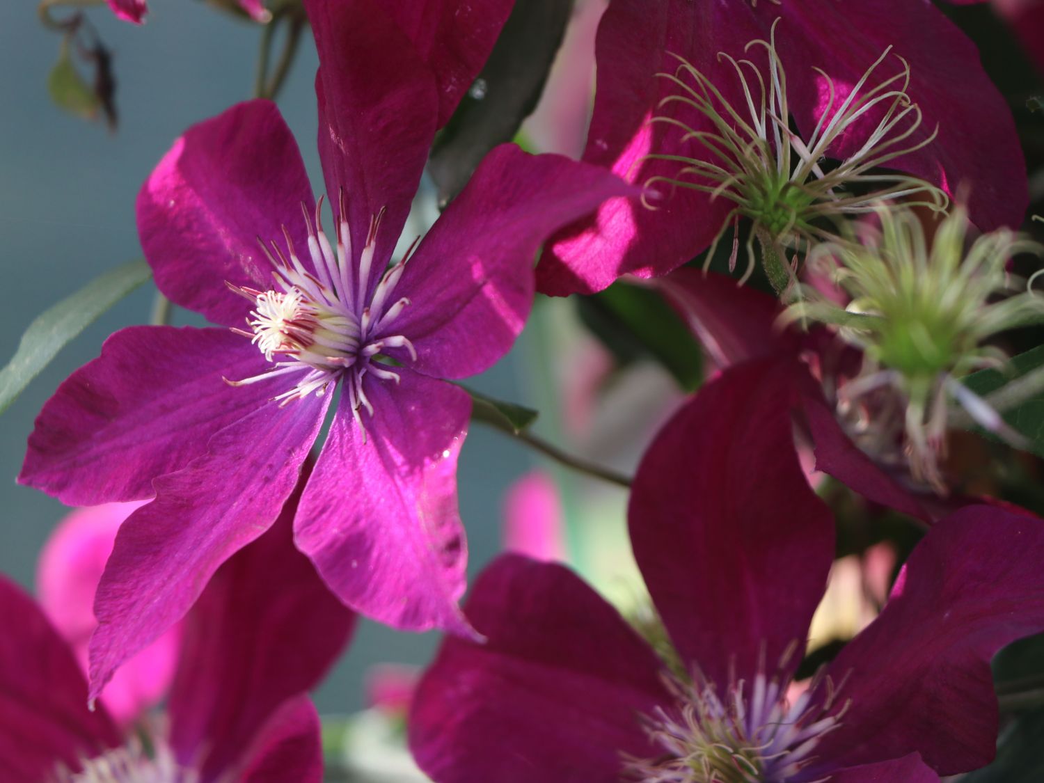 Clematis 'Sunset' - Clematis 'Sunset' - Baumschule Horstmann