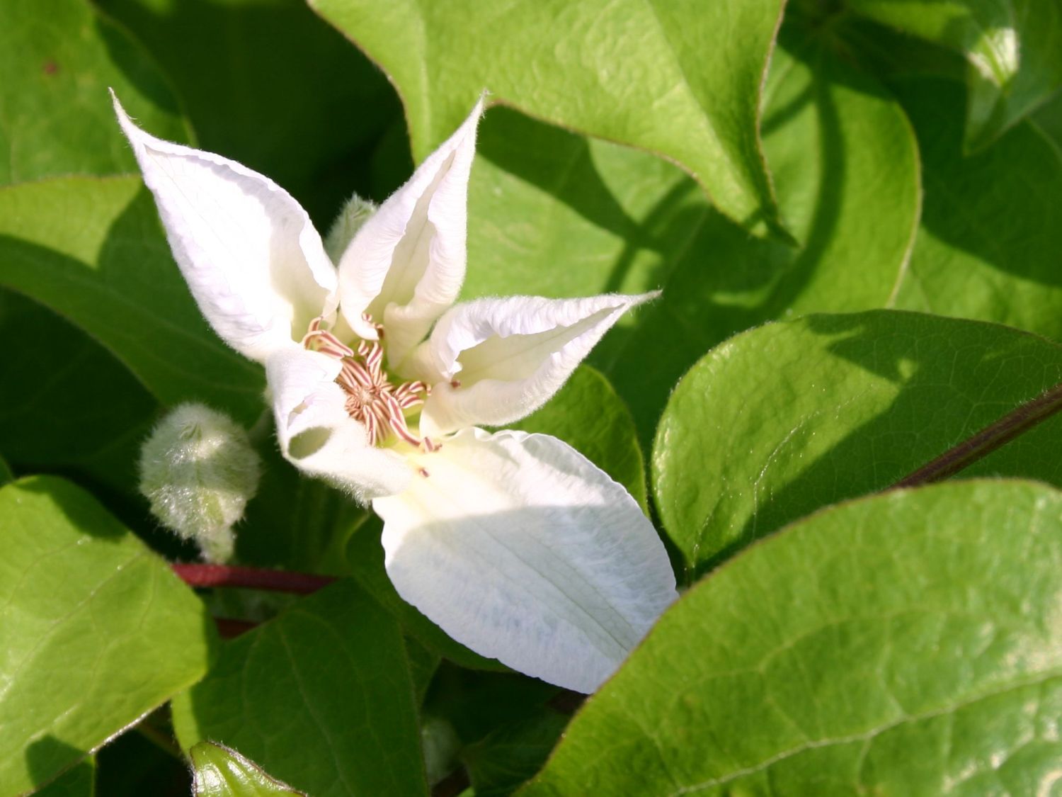 Clematis 'Valge Daam' - Clematis 'Valge Daam' - Baumschule Horstmann
