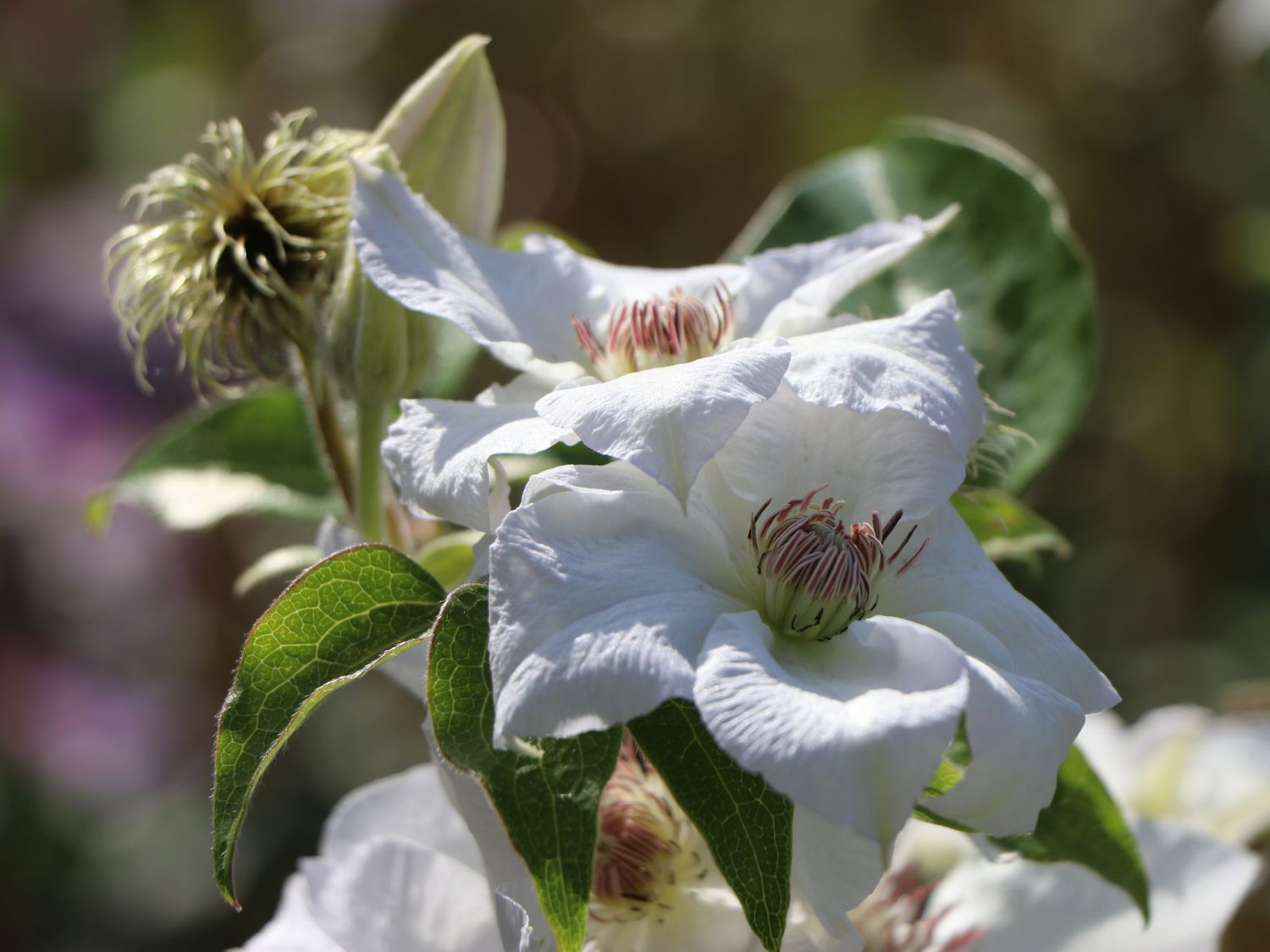 Clematis 'Valge Daam' - Clematis 'Valge Daam' - Baumschule Horstmann