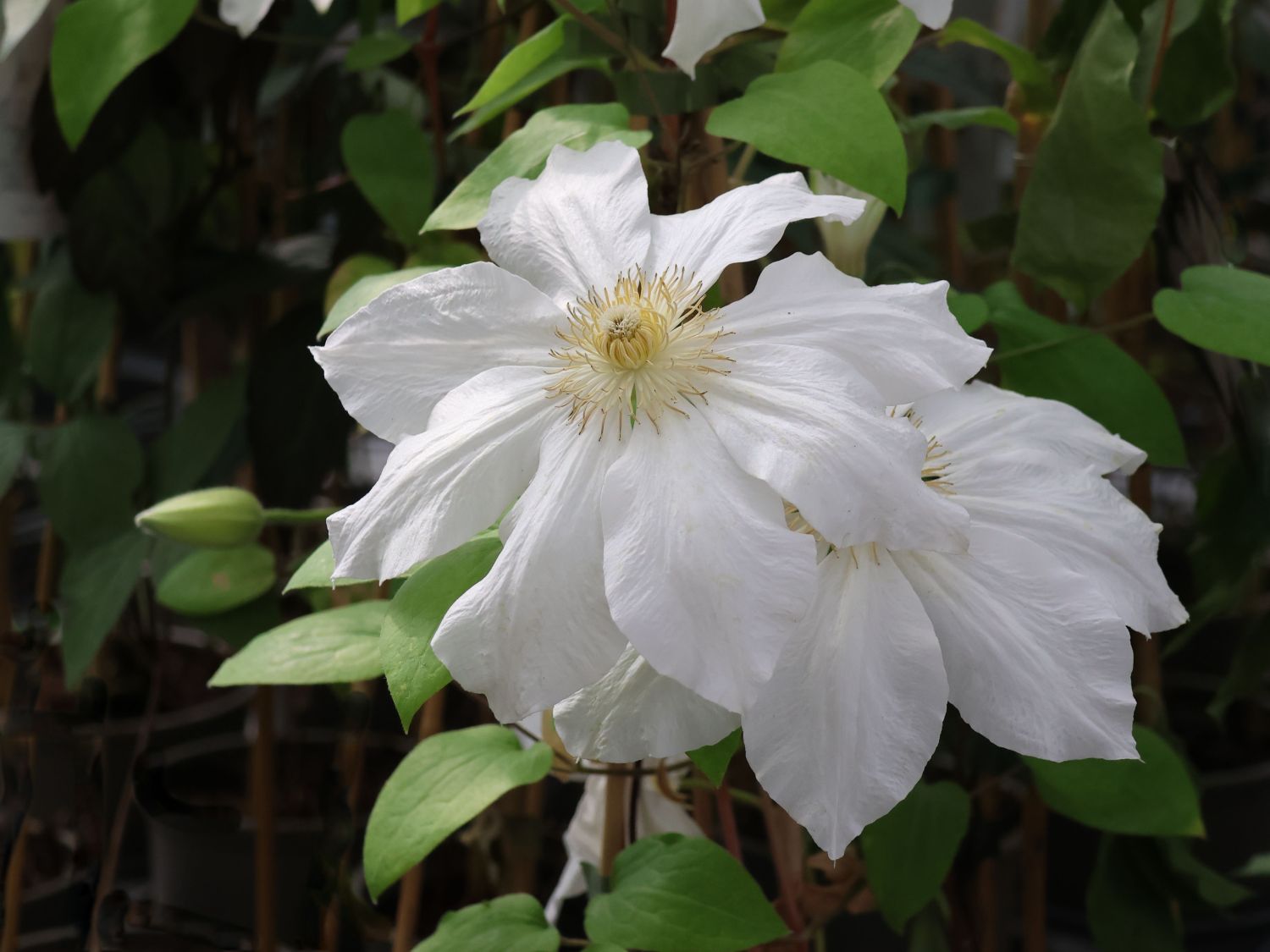 Clematis 'Valge Daam' - Clematis 'Valge Daam' - Baumschule Horstmann