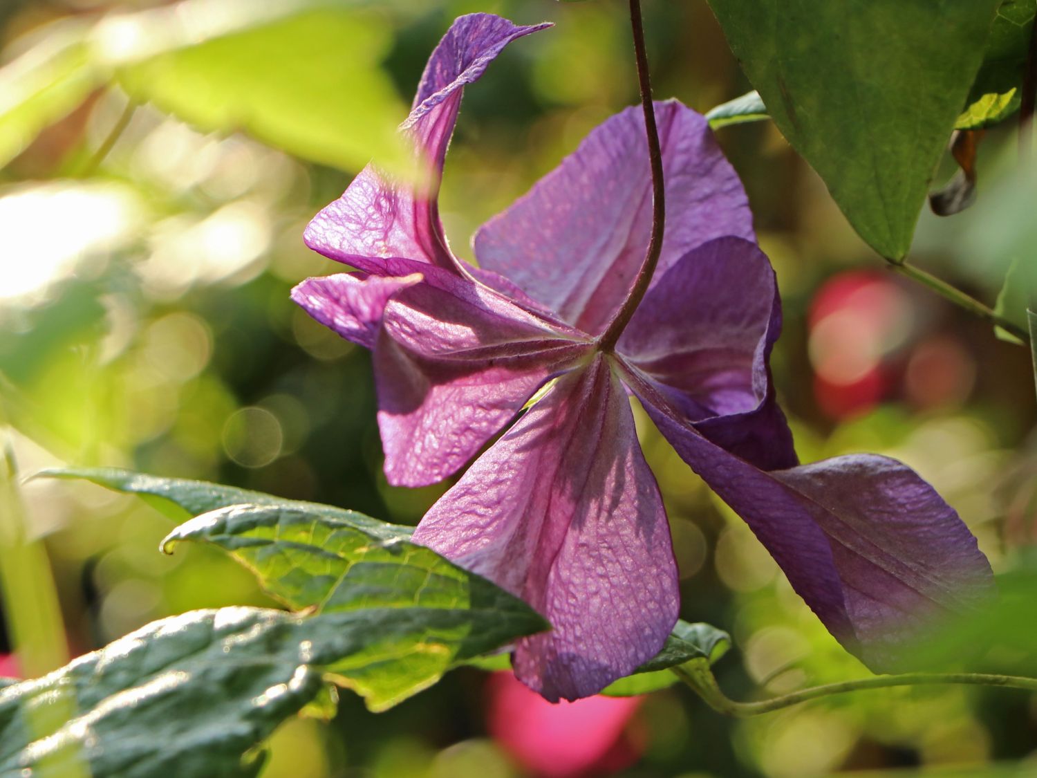 Clematis 'Victoria' - Clematis 'Victoria' - Baumschule Horstmann