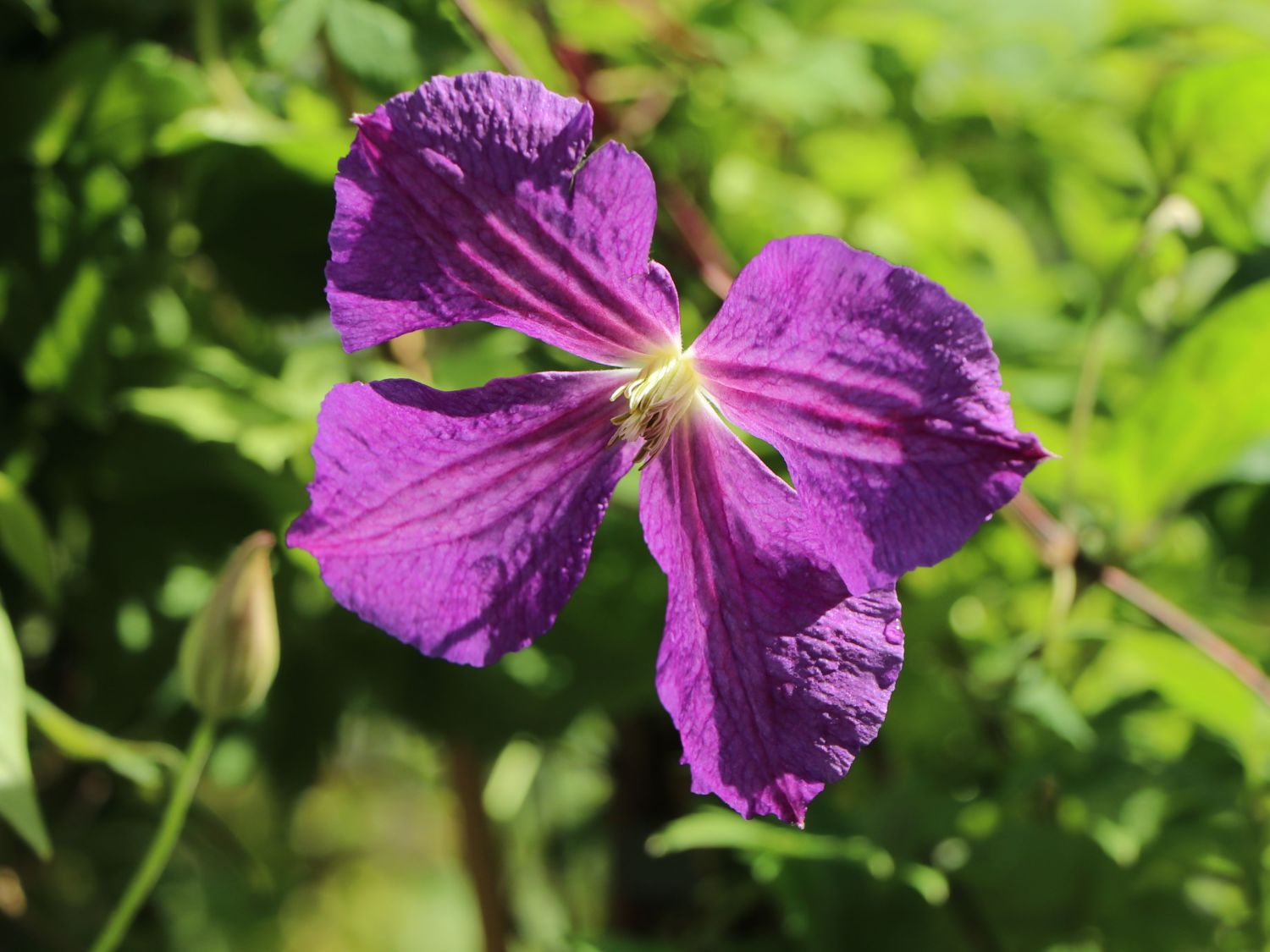 Clematis 'Victoria' - Clematis 'Victoria' - Baumschule Horstmann