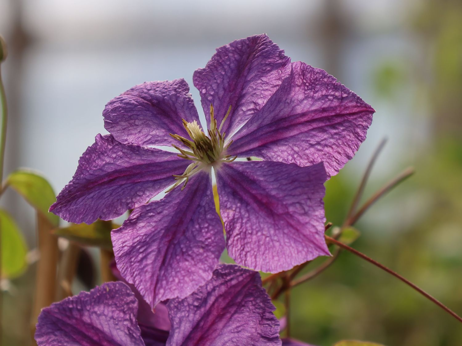 Clematis 'Victoria' - Clematis 'Victoria' - Baumschule Horstmann