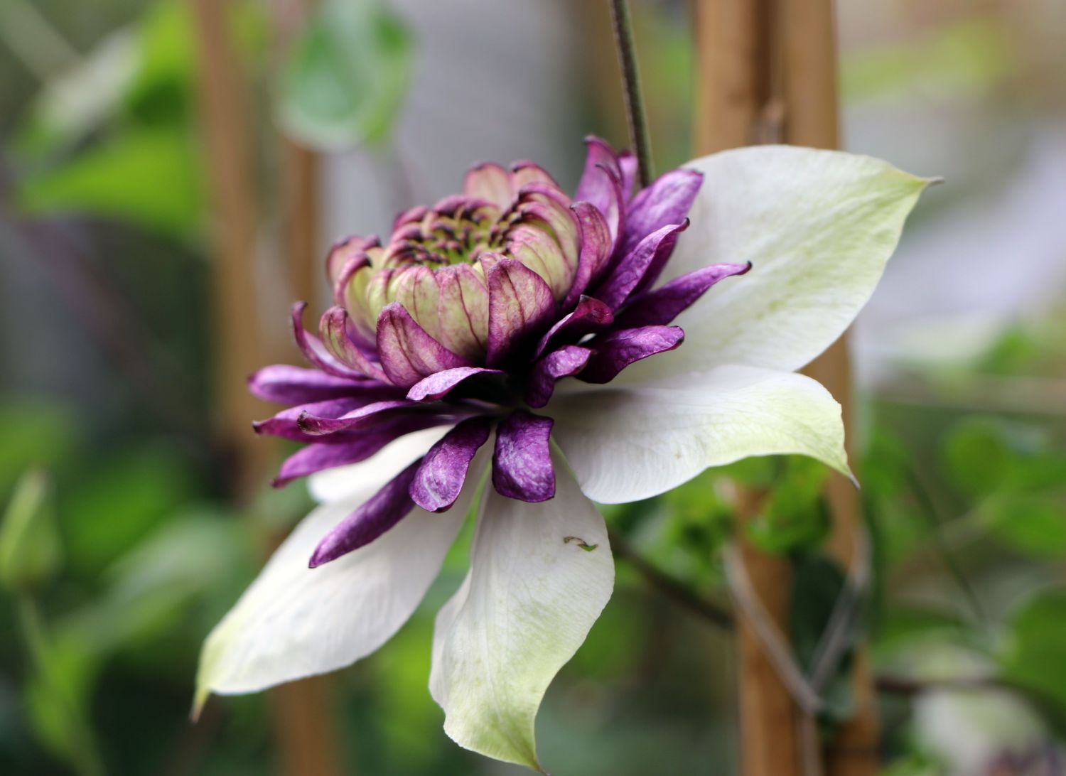 Clematis 'Viennetta' - Clematis florida 'Viennetta' - Baumschule Horstmann