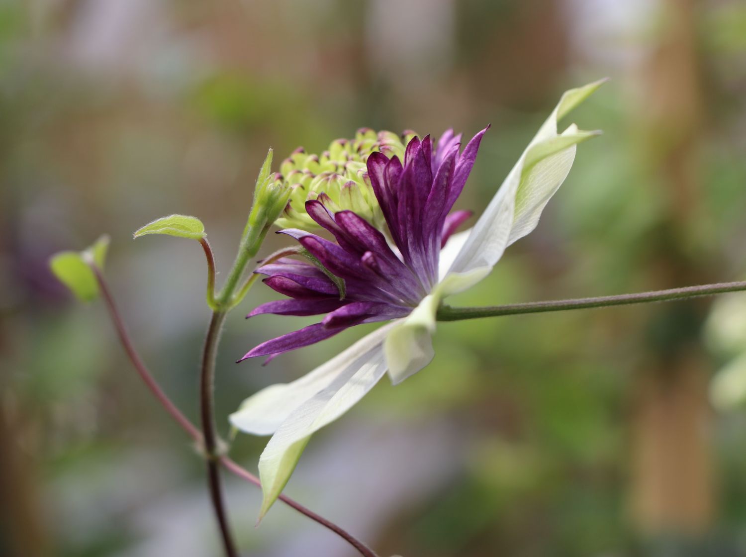 Clematis 'Viennetta' - Clematis florida 'Viennetta' - Baumschule Horstmann