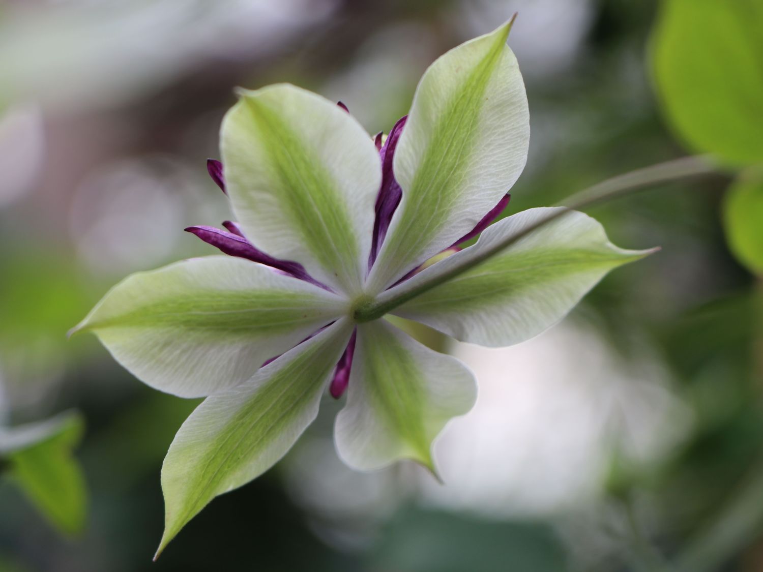 Clematis 'Viennetta' - Clematis florida 'Viennetta' - Baumschule Horstmann