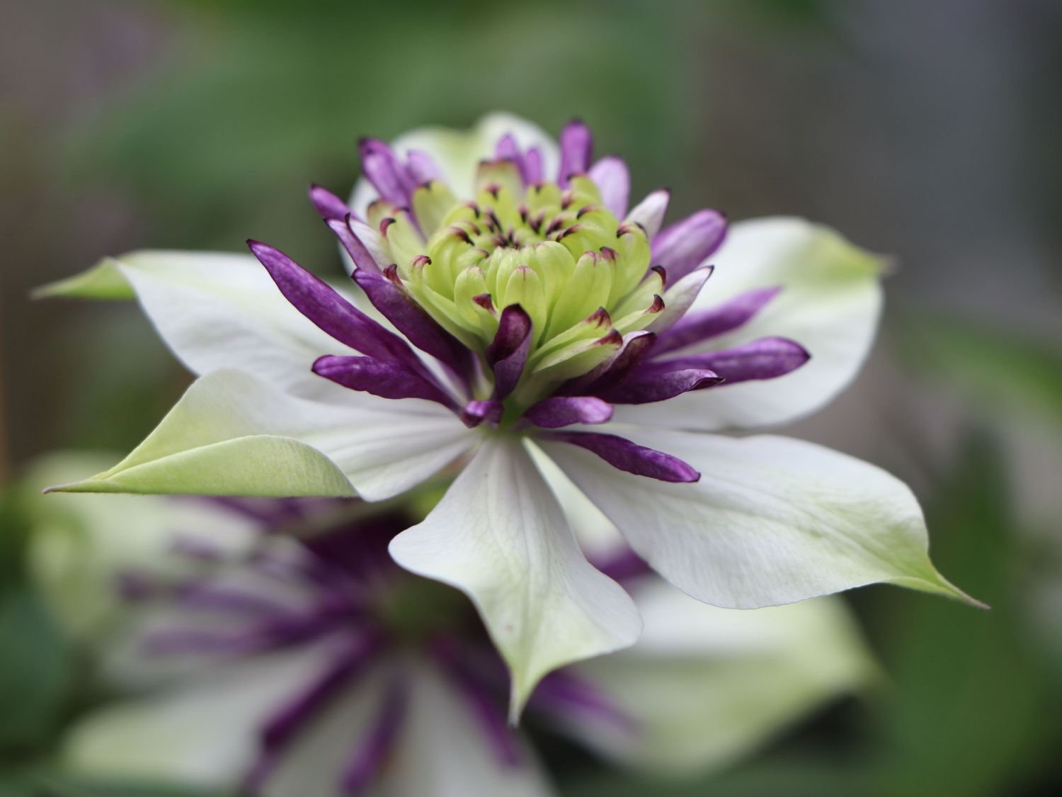 Clematis 'Viennetta' - Clematis florida 'Viennetta' - Baumschule Horstmann