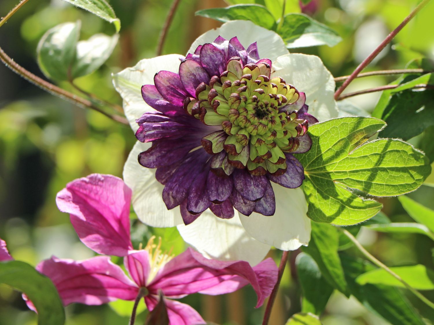Clematis 'Viennetta' - Clematis florida 'Viennetta' - Baumschule Horstmann