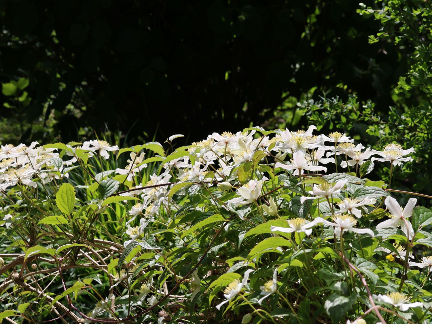 Clematis 'Wilsonii' - Clematis montana 'Wilsonii' - Baumschule Horstmann