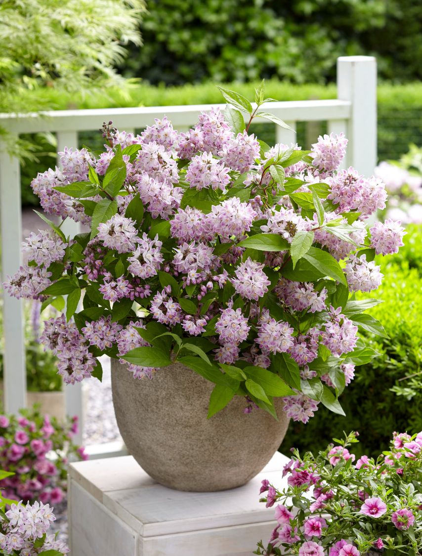 Deutzie 'Raspberry Sundae' - Deutzia x hybrida 'Raspberry Sundae ...