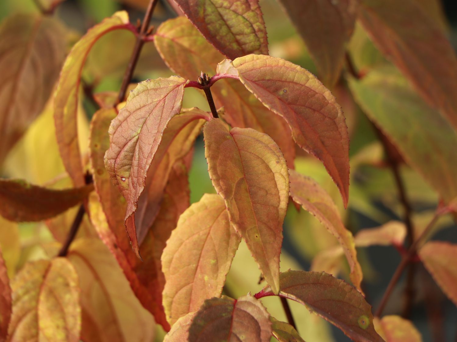 Deutzie 'Raspberry Sundae' - Deutzia x hybrida 'Raspberry Sundae ...
