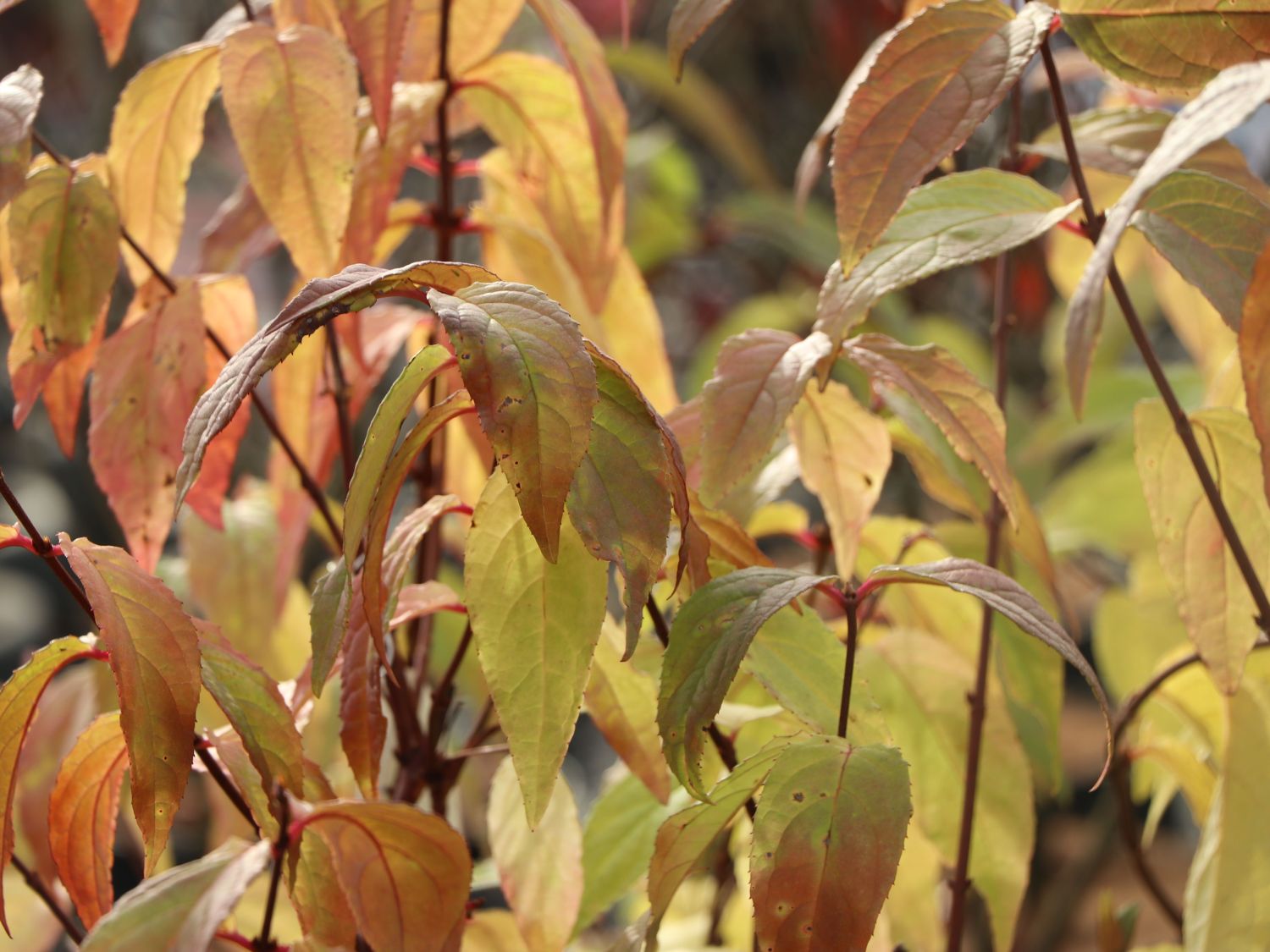Deutzie 'Raspberry Sundae' - Deutzia x hybrida 'Raspberry Sundae ...
