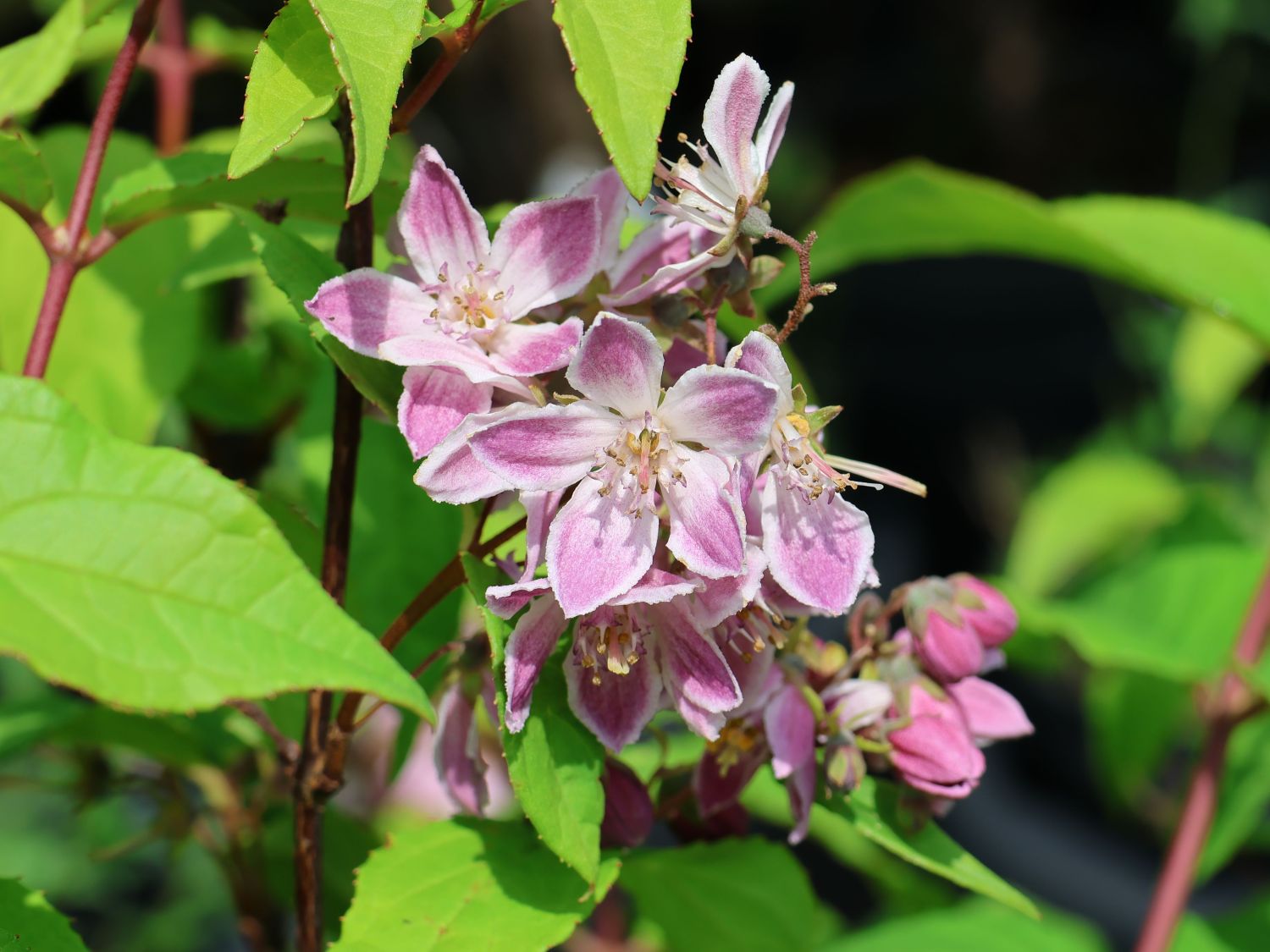 Deutzie 'Raspberry Sundae' - Deutzia x hybrida 'Raspberry Sundae ...