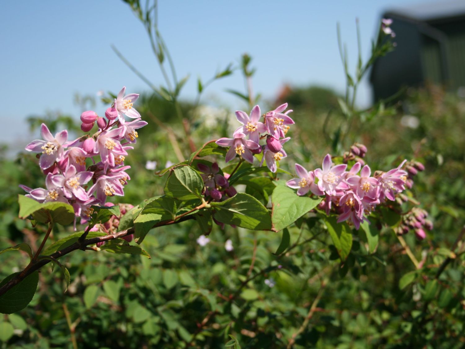 Deutzie / Sternchenstrauch Buntstifter 'Tourbillon Rouge' - Deutzia ...