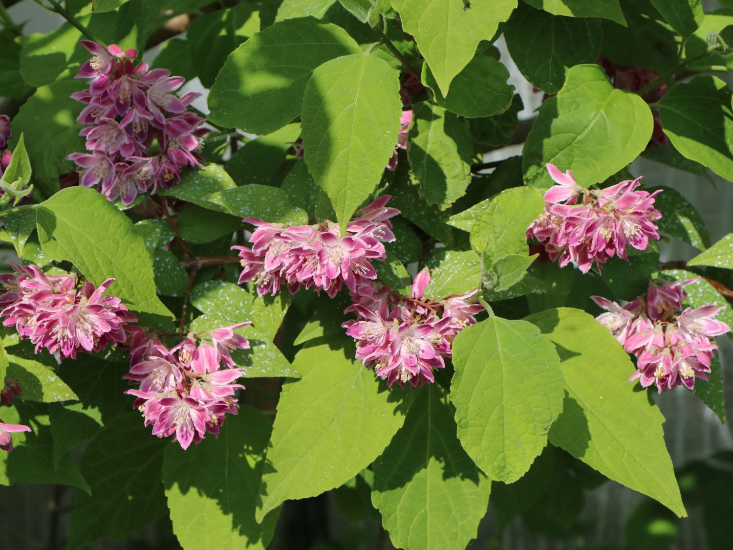 Deutzie / Sternchenstrauch Buntstifter 'Tourbillon Rouge' - Deutzia ...